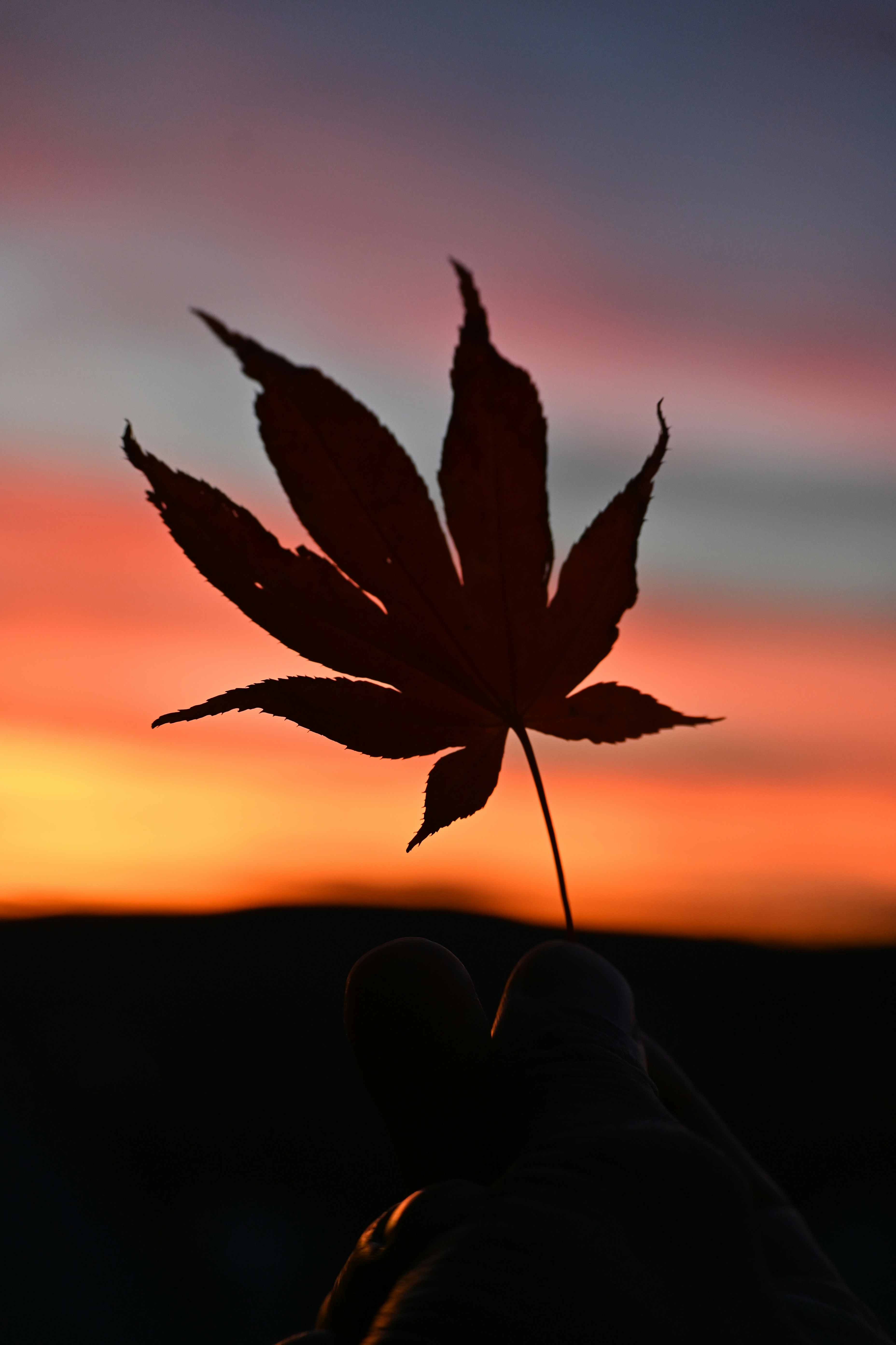 Maple Silhouette at Dusk: A Leaf Framed by a Sunset Gradient