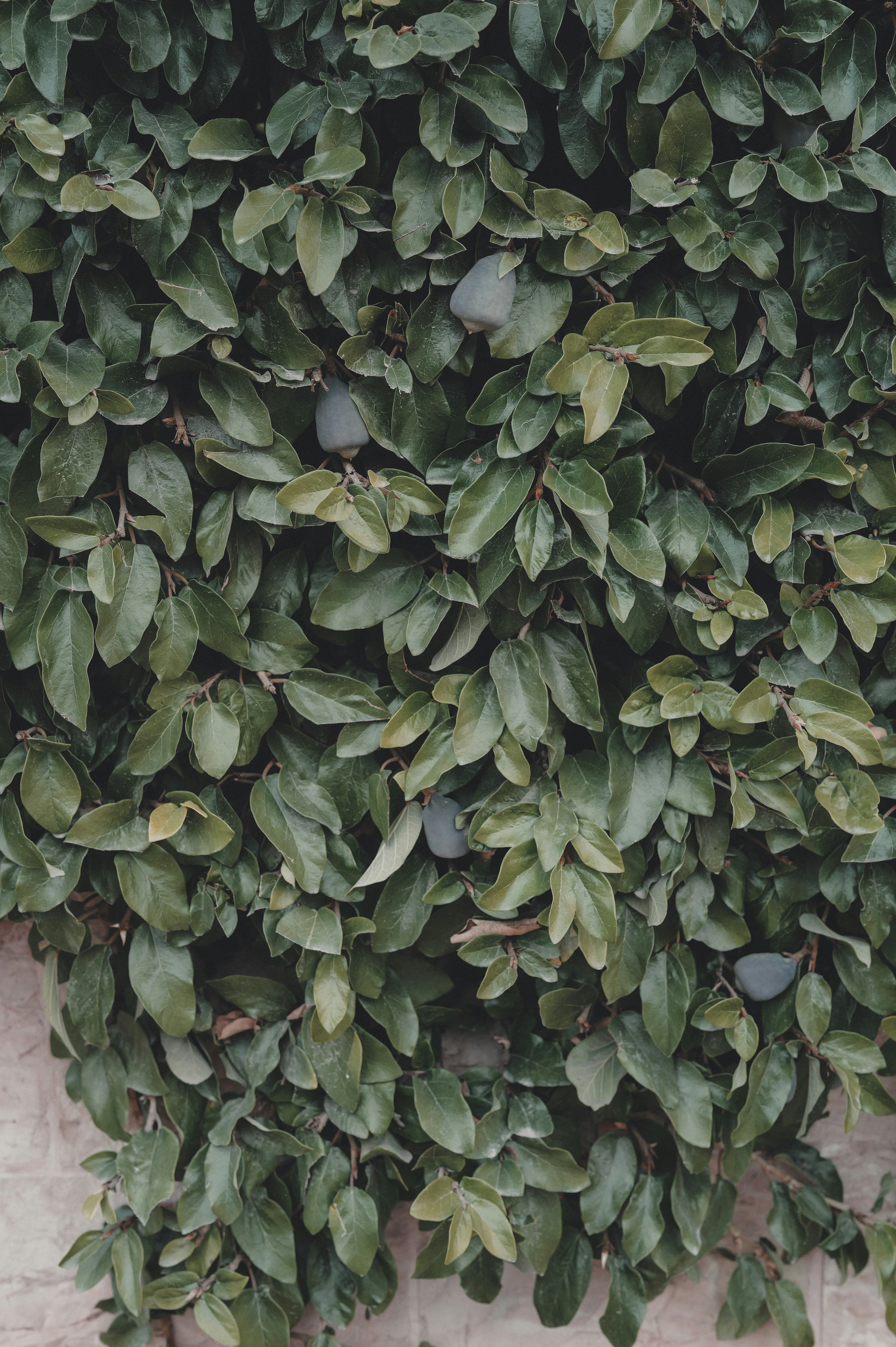 Dense wall of creeping fig with small pear-shaped figs tucked between glossy juvenile leaves. A natural green texture across the entire frame