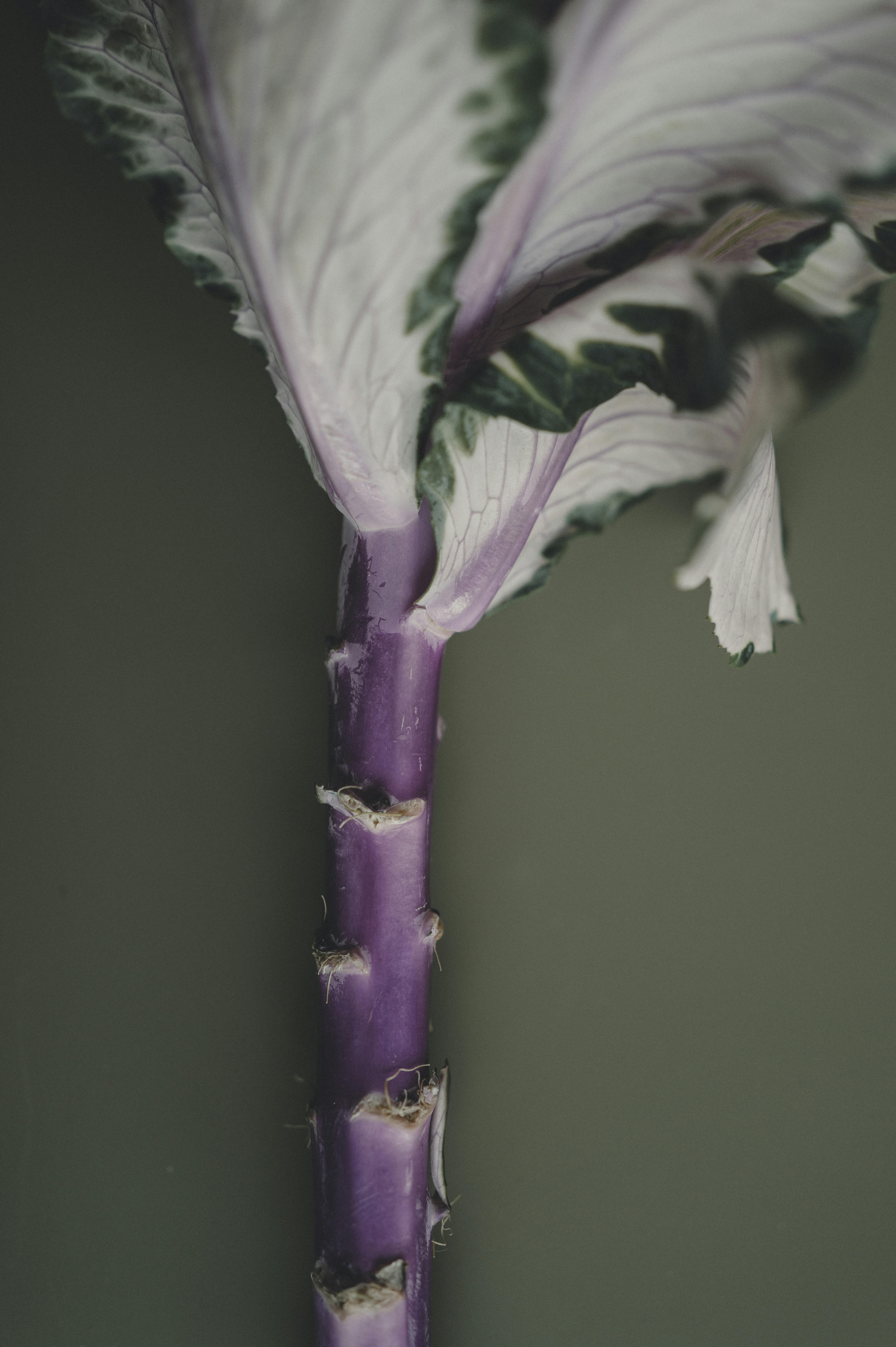 Ornamental cabbage, flowering kale stem in rich violet with variegated leaves, shown against a muted green backdrop for a clean, graphic look.