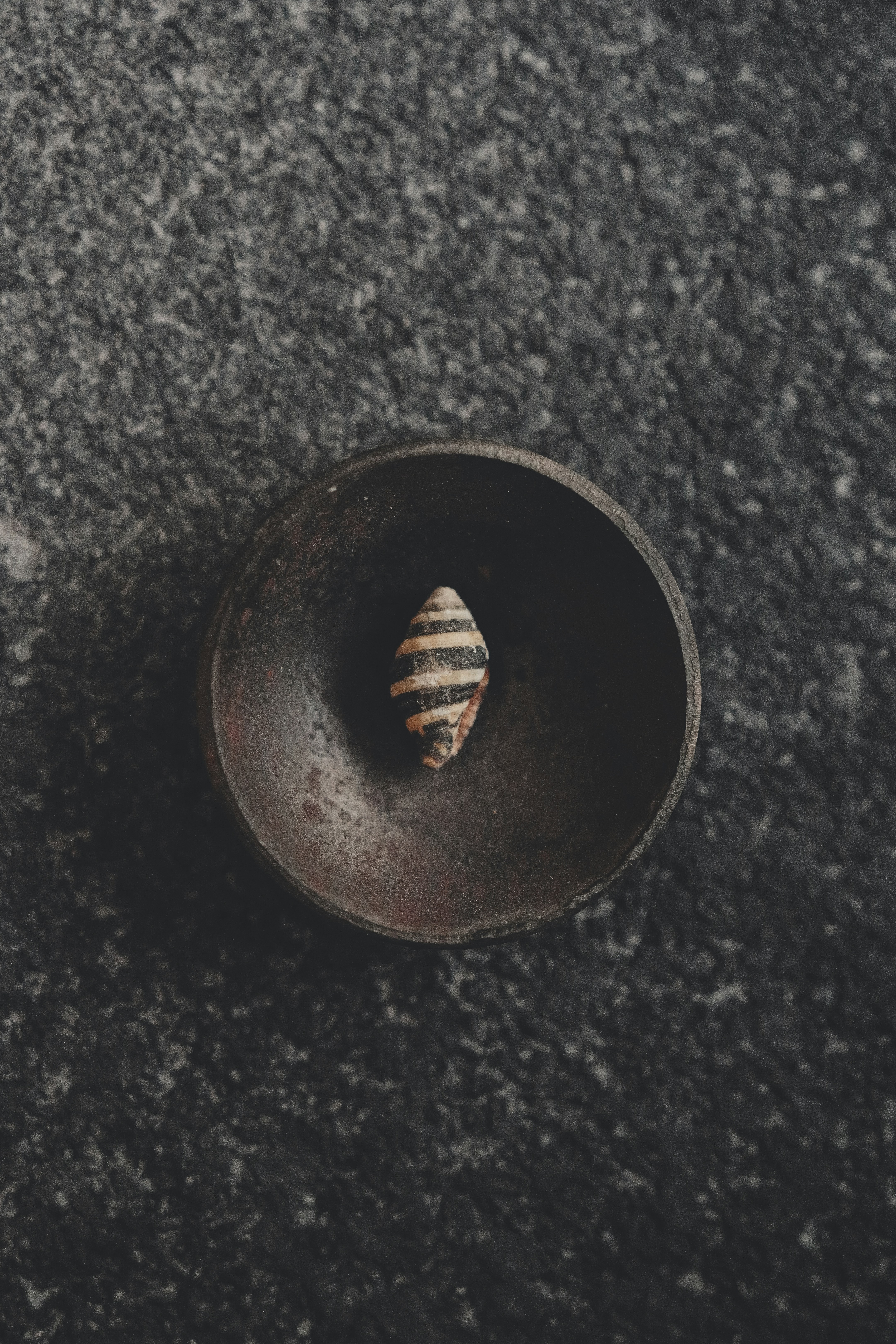 Centered Striped Shell in a Weathered Bowl on Granite