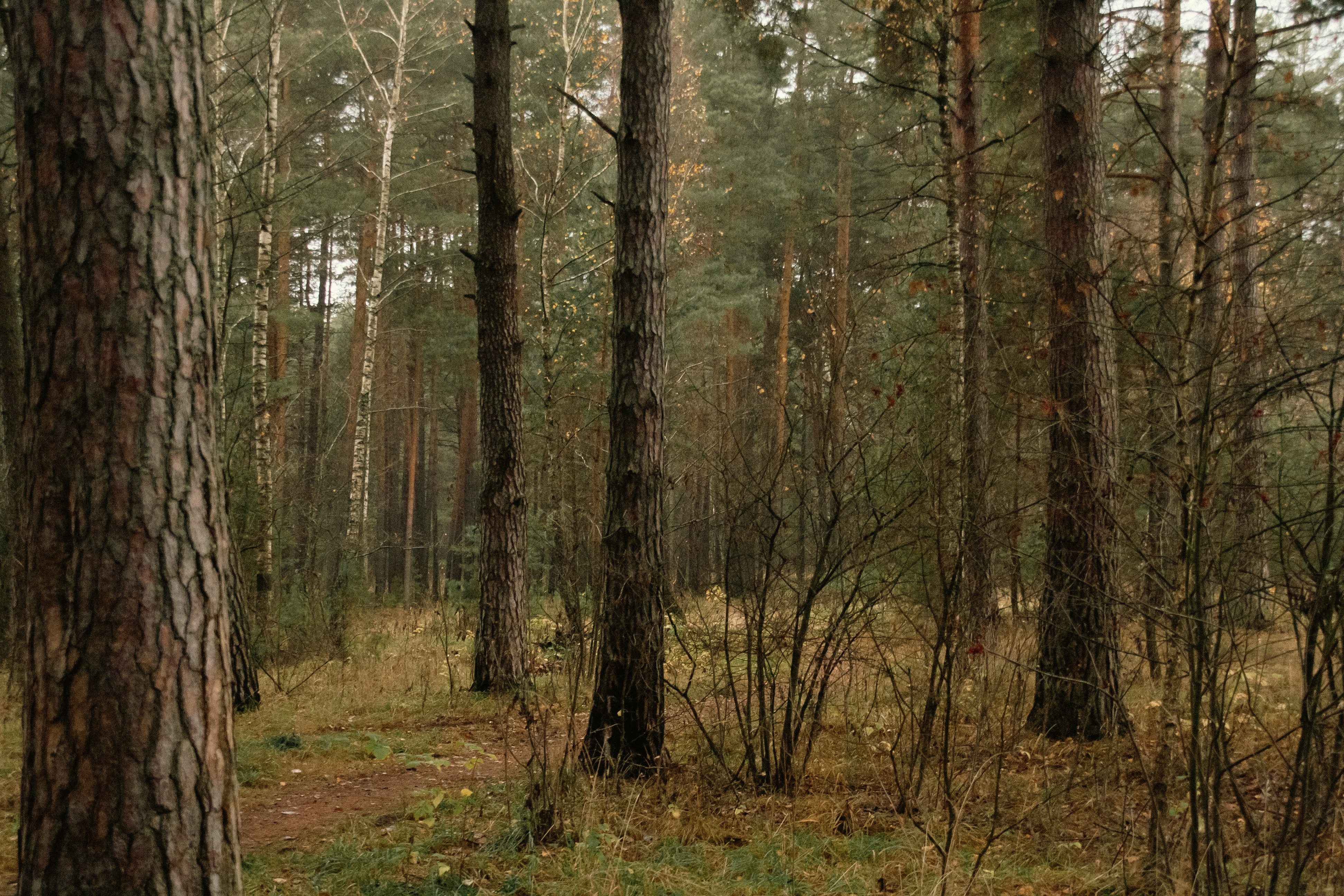 Muted Autumn Light Pierces a Pine Forest Clearing
