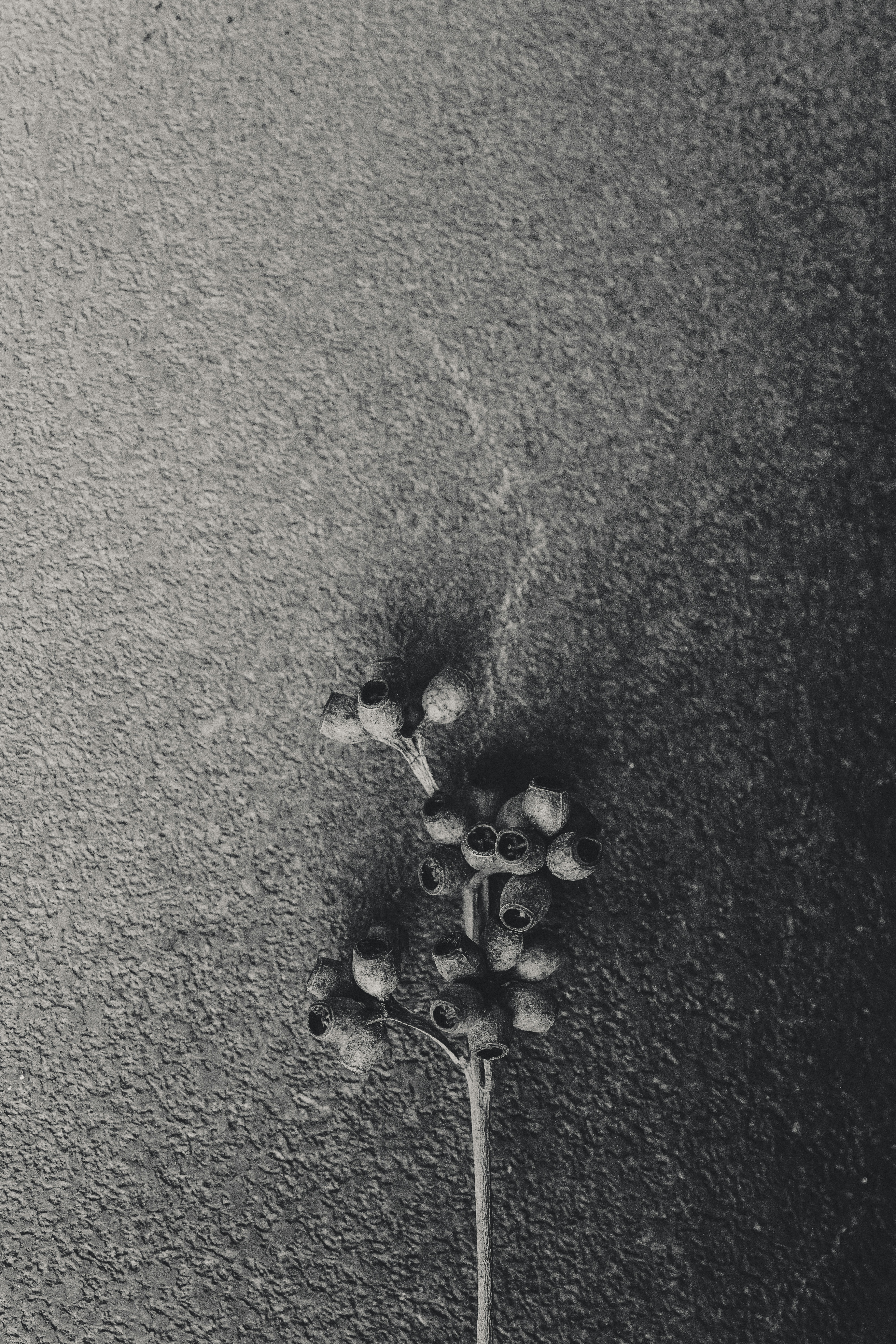 Whispers of Grain: Monochrome Seed Pod Portrait on Textured Backdrop