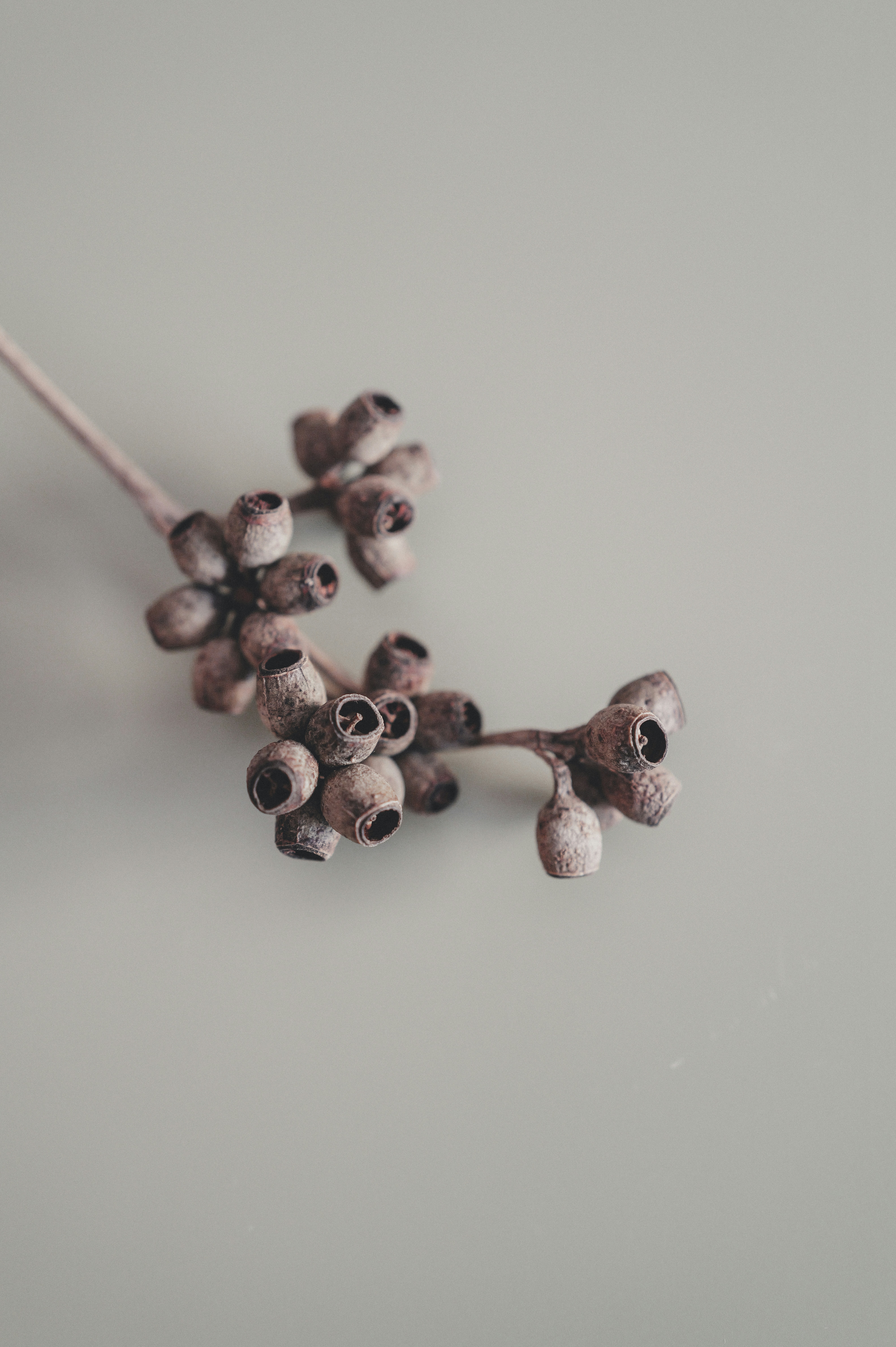 Single stem of eucalyptus gumnuts on a soft grey-green background. Clean, graphic composition with gentle color and shadow.