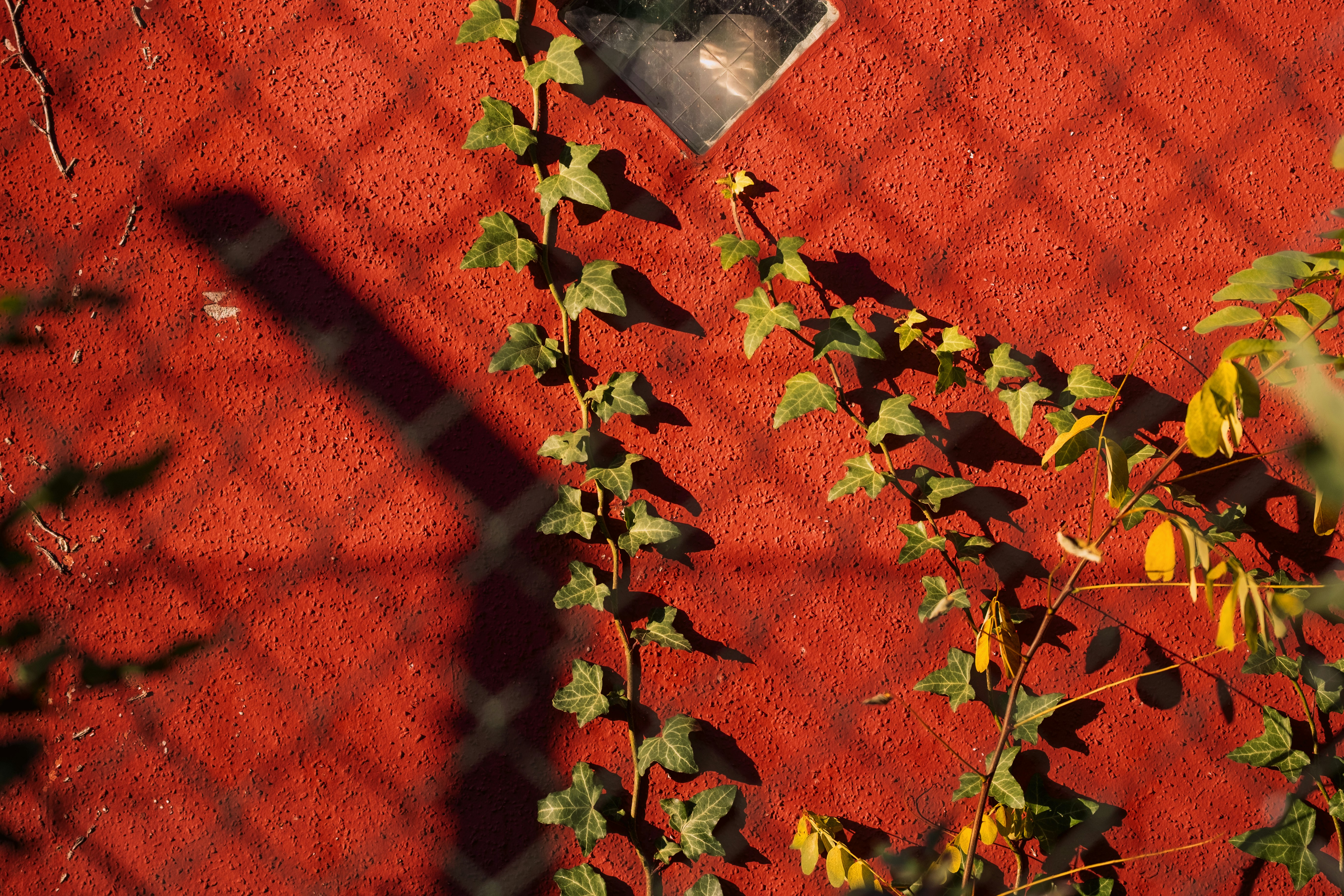 Ivy Veins on a Crimson Wall Beneath a Diagonal Chain-Link Shadow