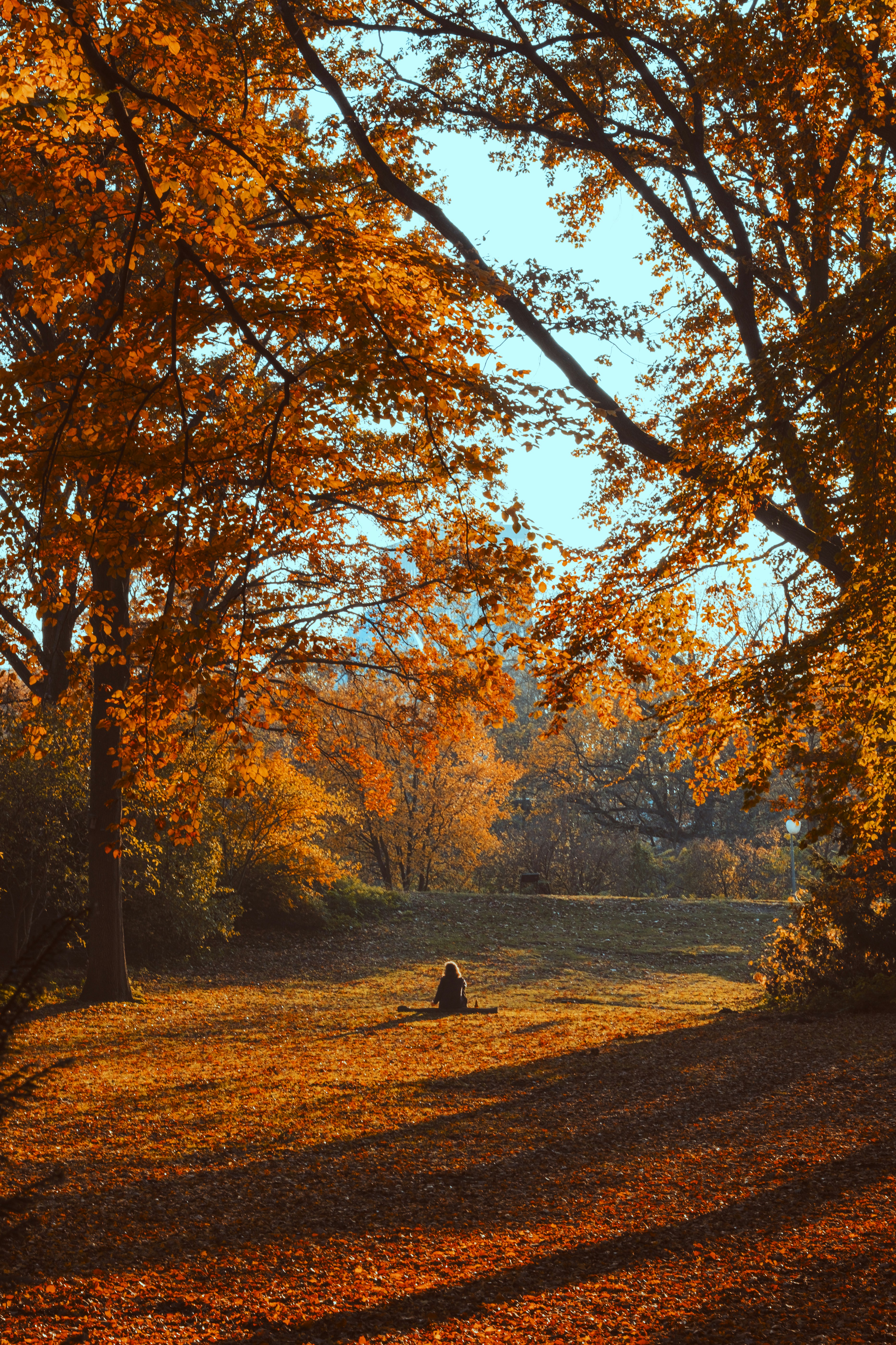 Ember Canopy: Solitude Beneath Autumn-Tinted Branches