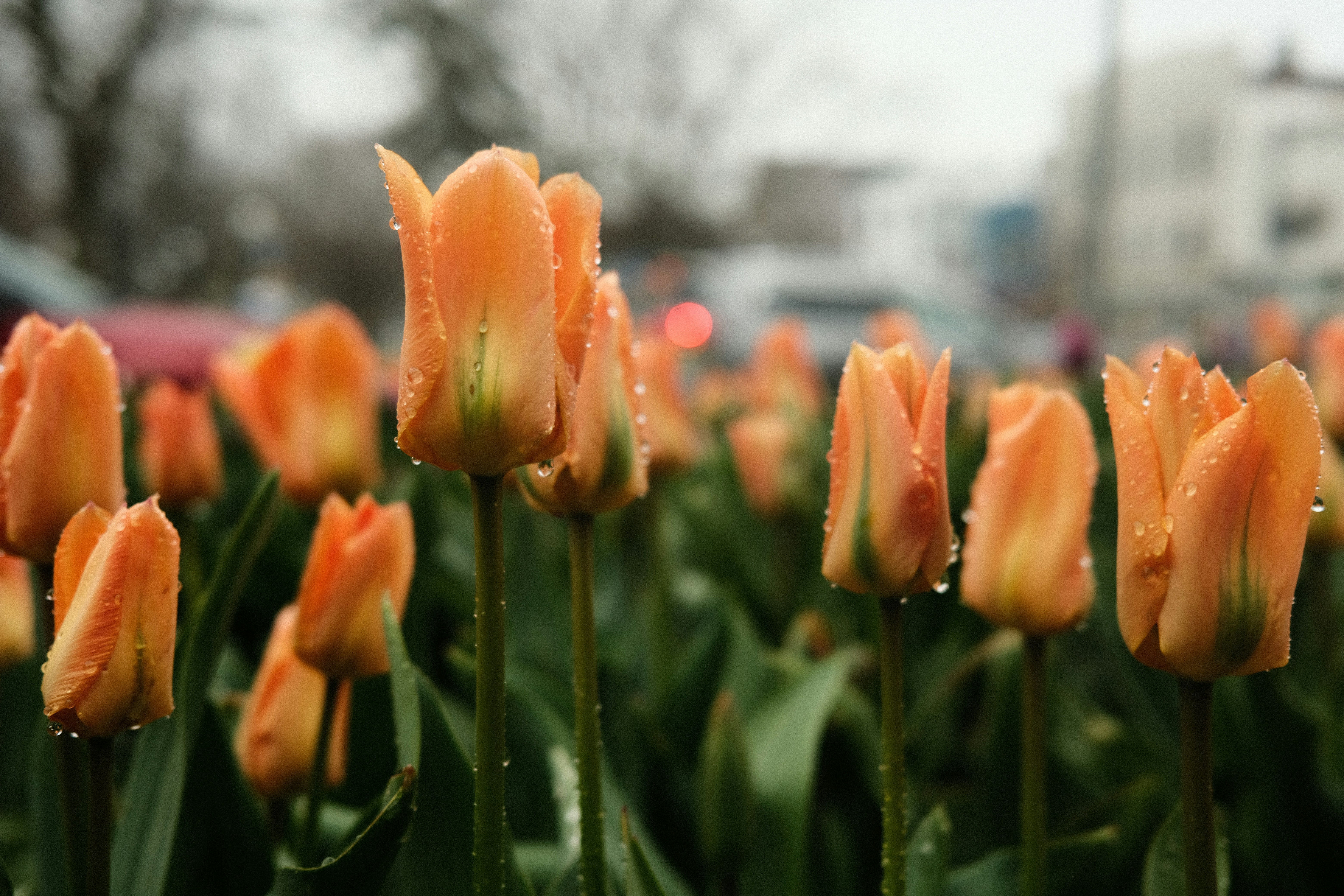 Dew-Kissed Tulips: A Soft-Focus Field Study in Warm Orange