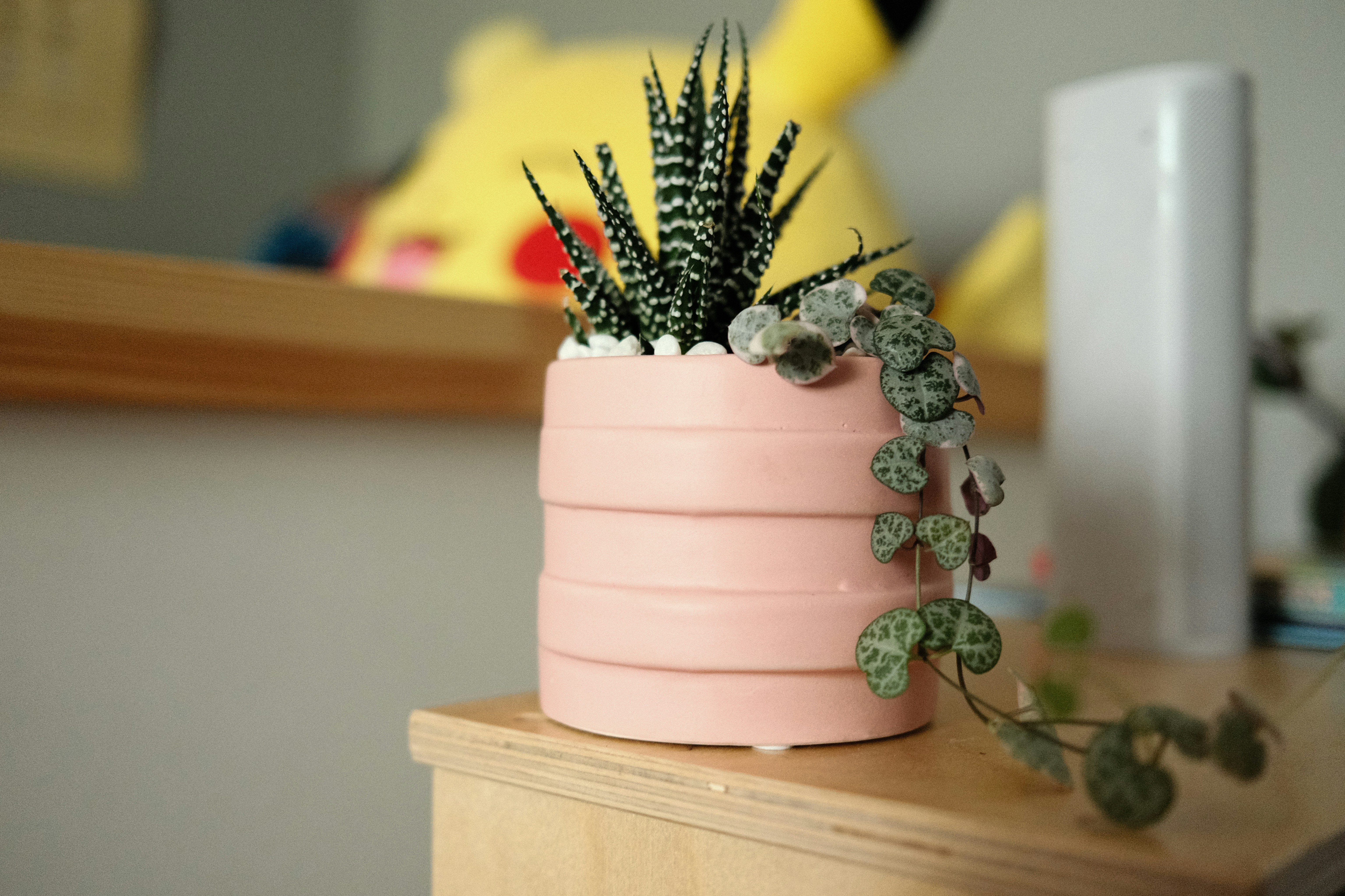 Pastel Pot Portrait: Quiet Desk Garden in Soft Light
