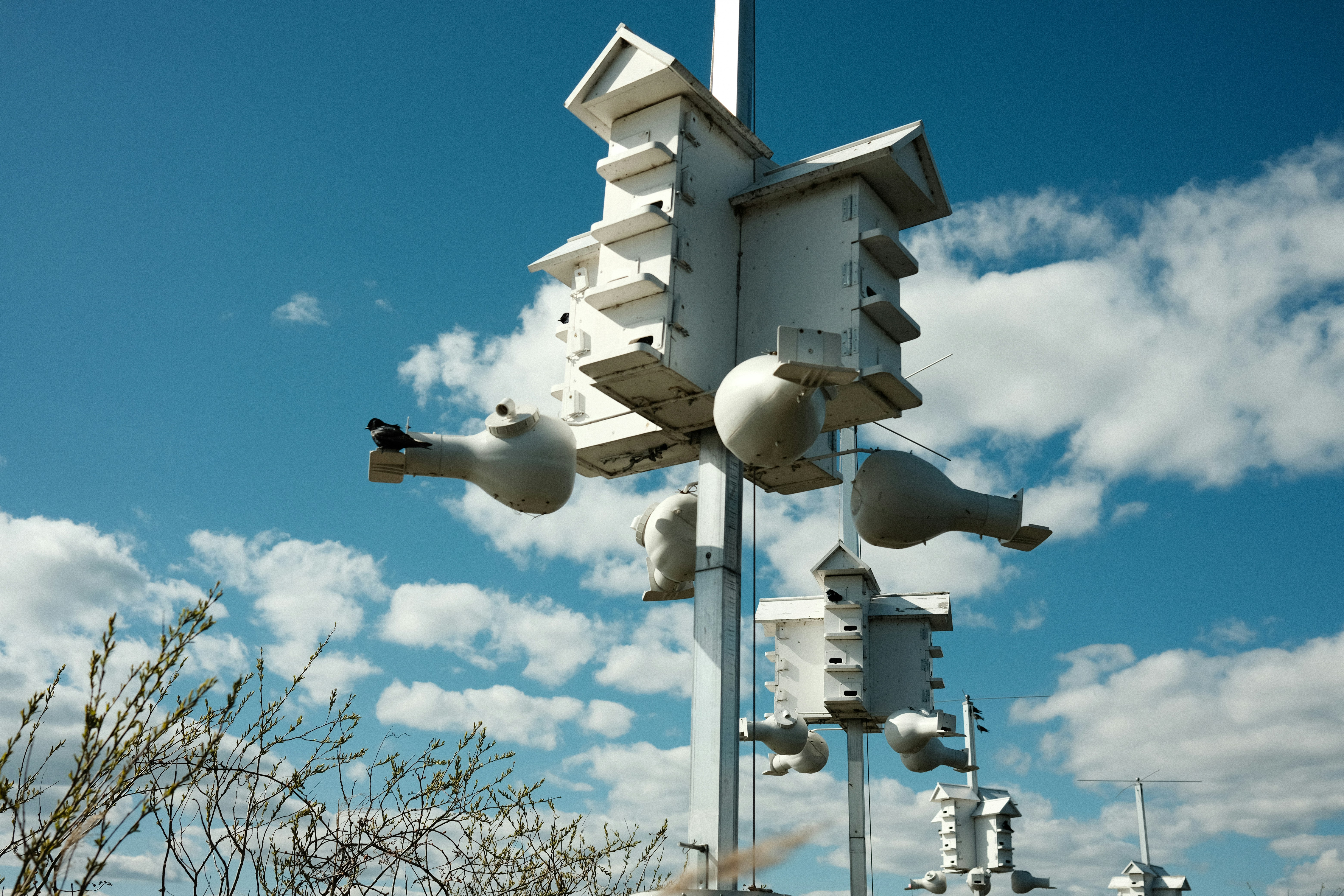 Purple martin gourd birdhouses outdoors
