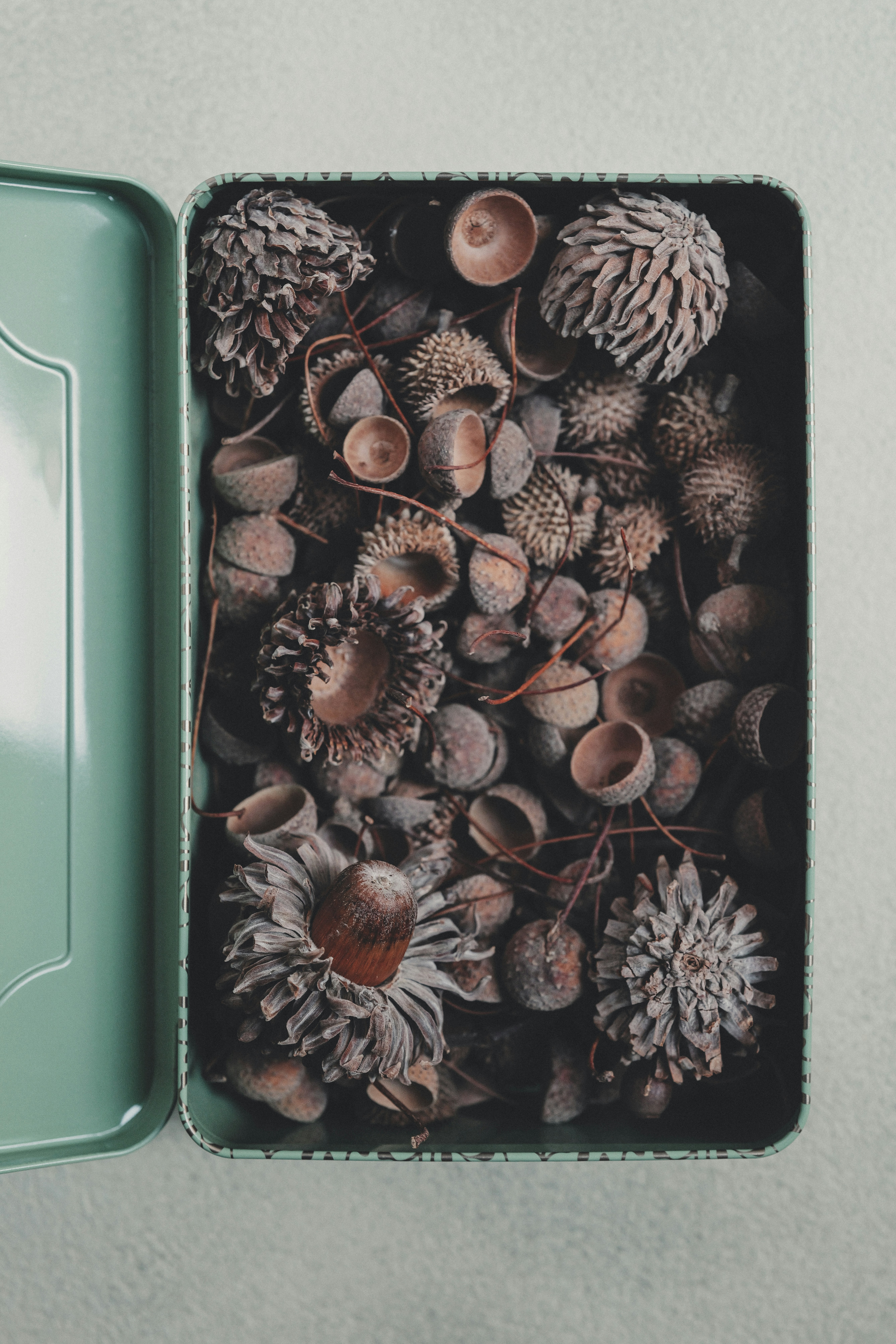 A tin box filled with mixed acorns and ornate cupules, oak textures packed together like a small woodland archive.