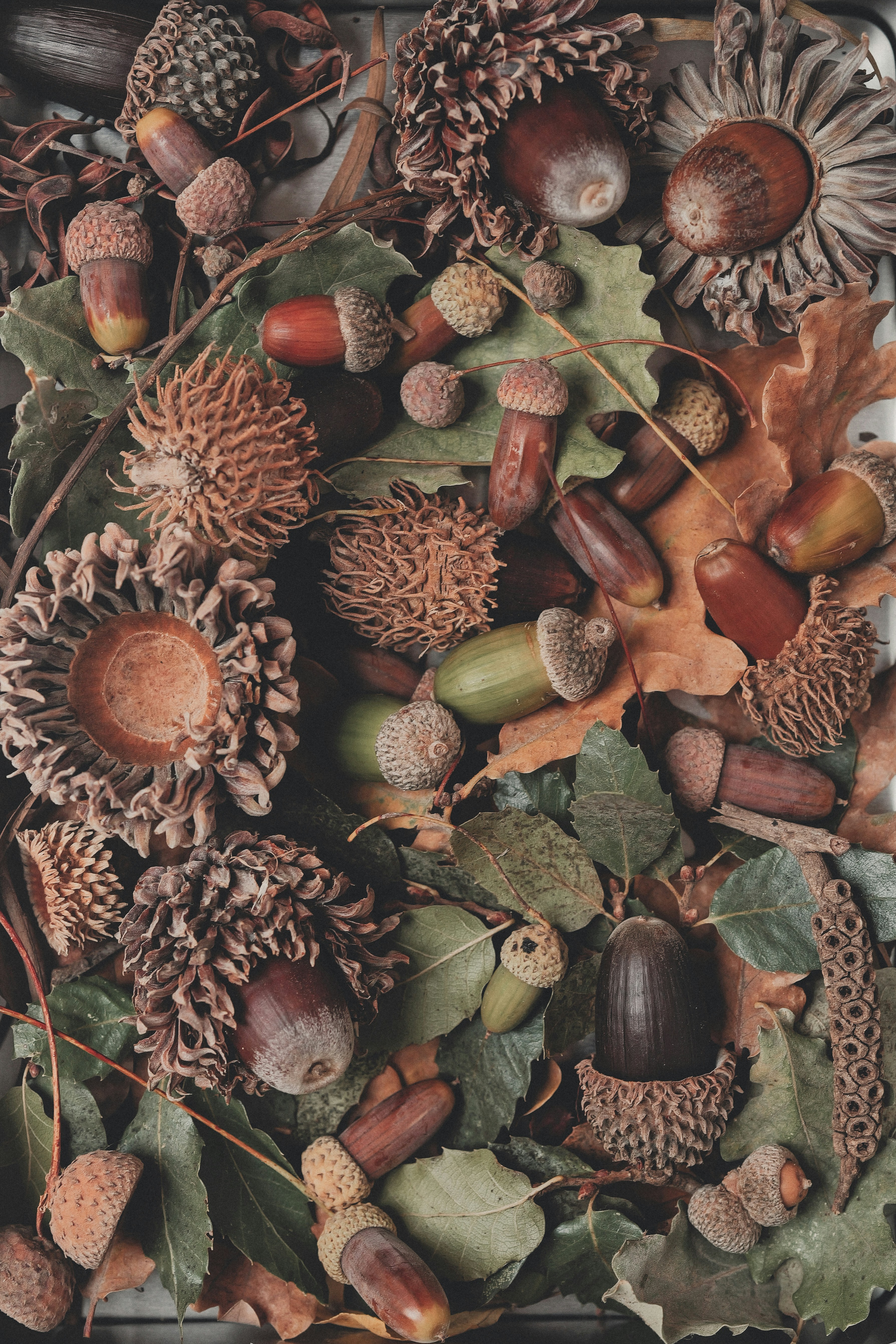 Dense close-up of acorns, leaves, and curled caps, rich layers of brown and green forming a tactile forest tapestry.