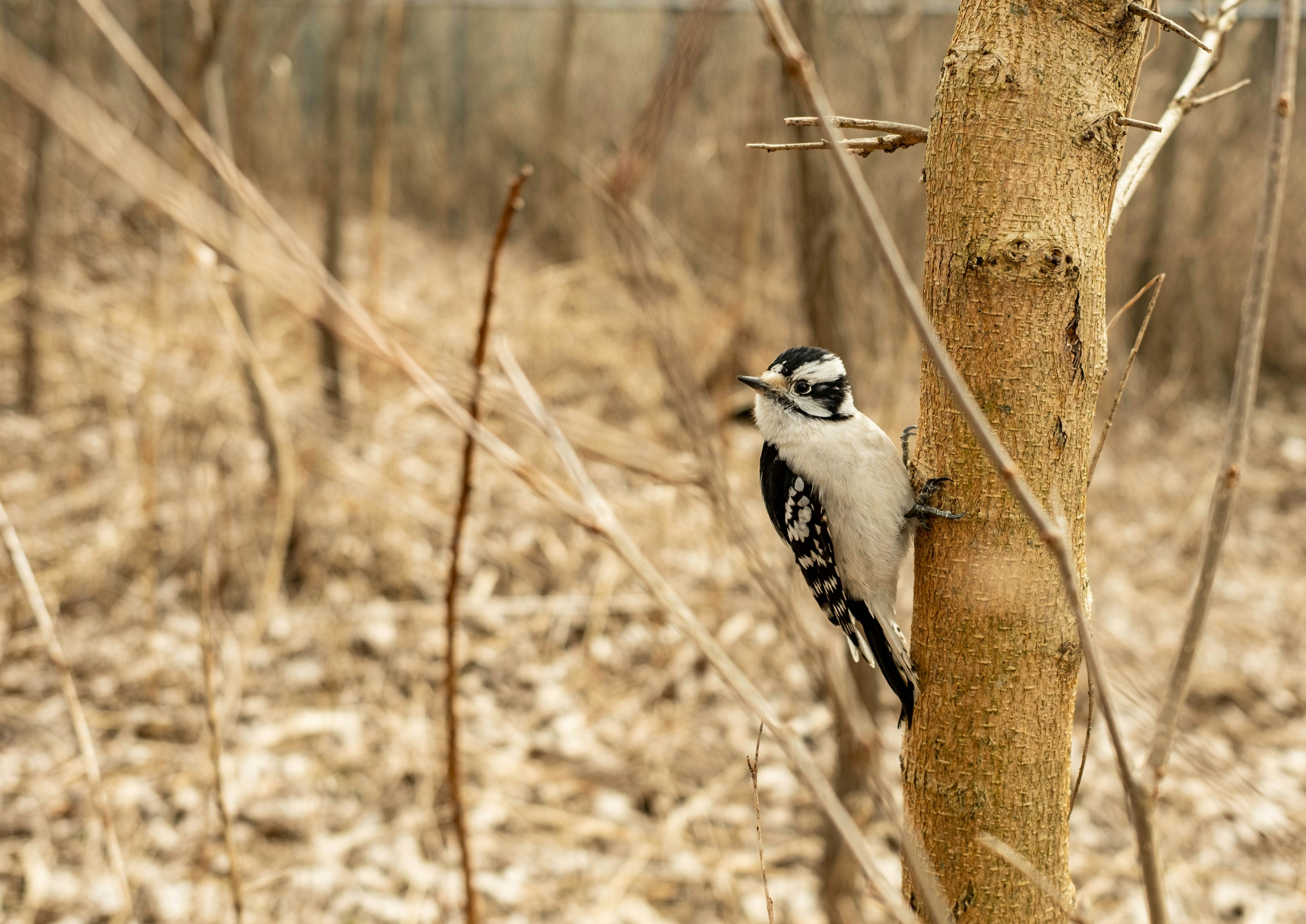 Perched in Pause: A Small Woodpecker on a Birch in a Quiet Thicket