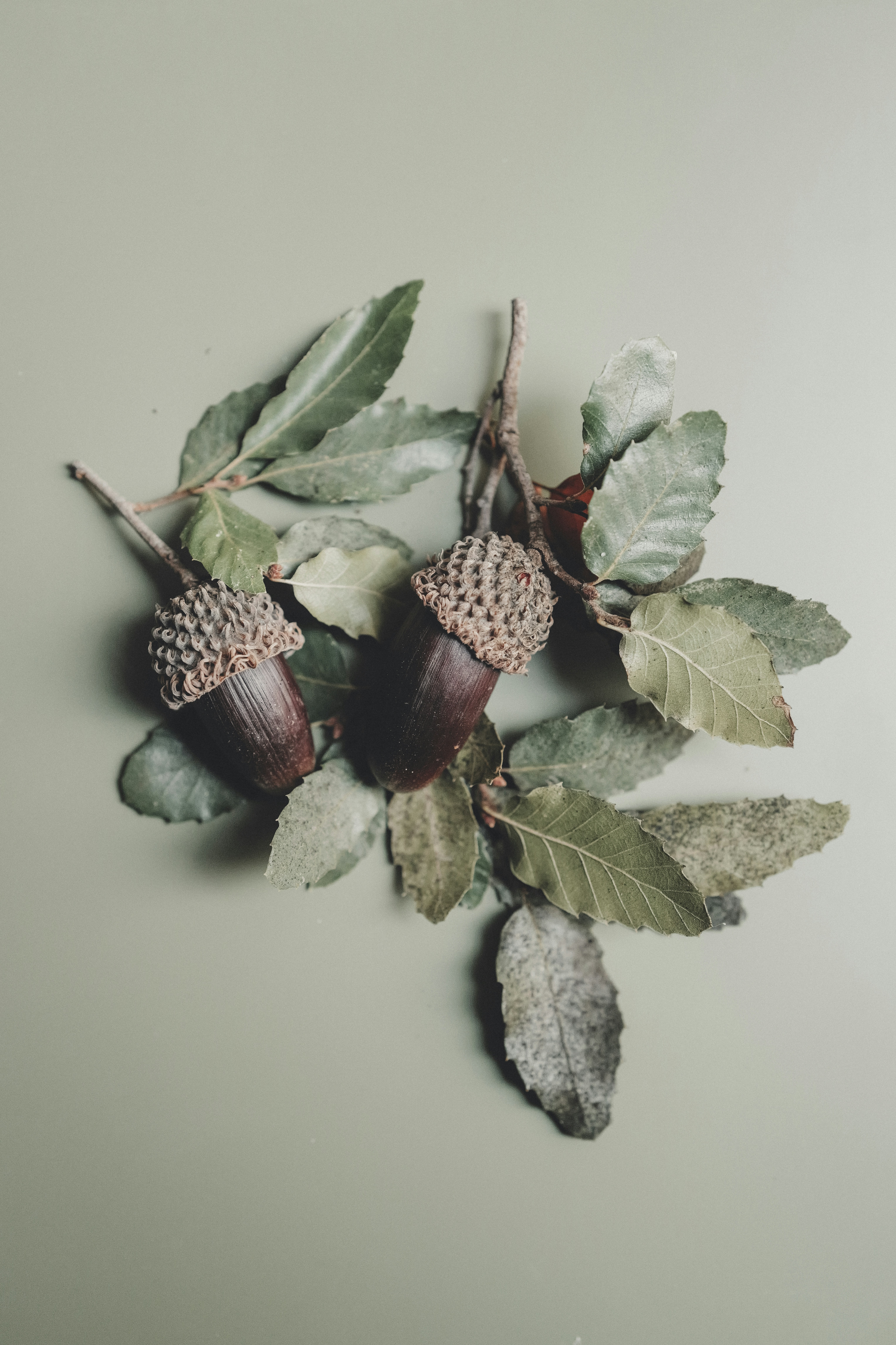 Two acorns on a twig with green leaves, photographed from above on an olive surface.