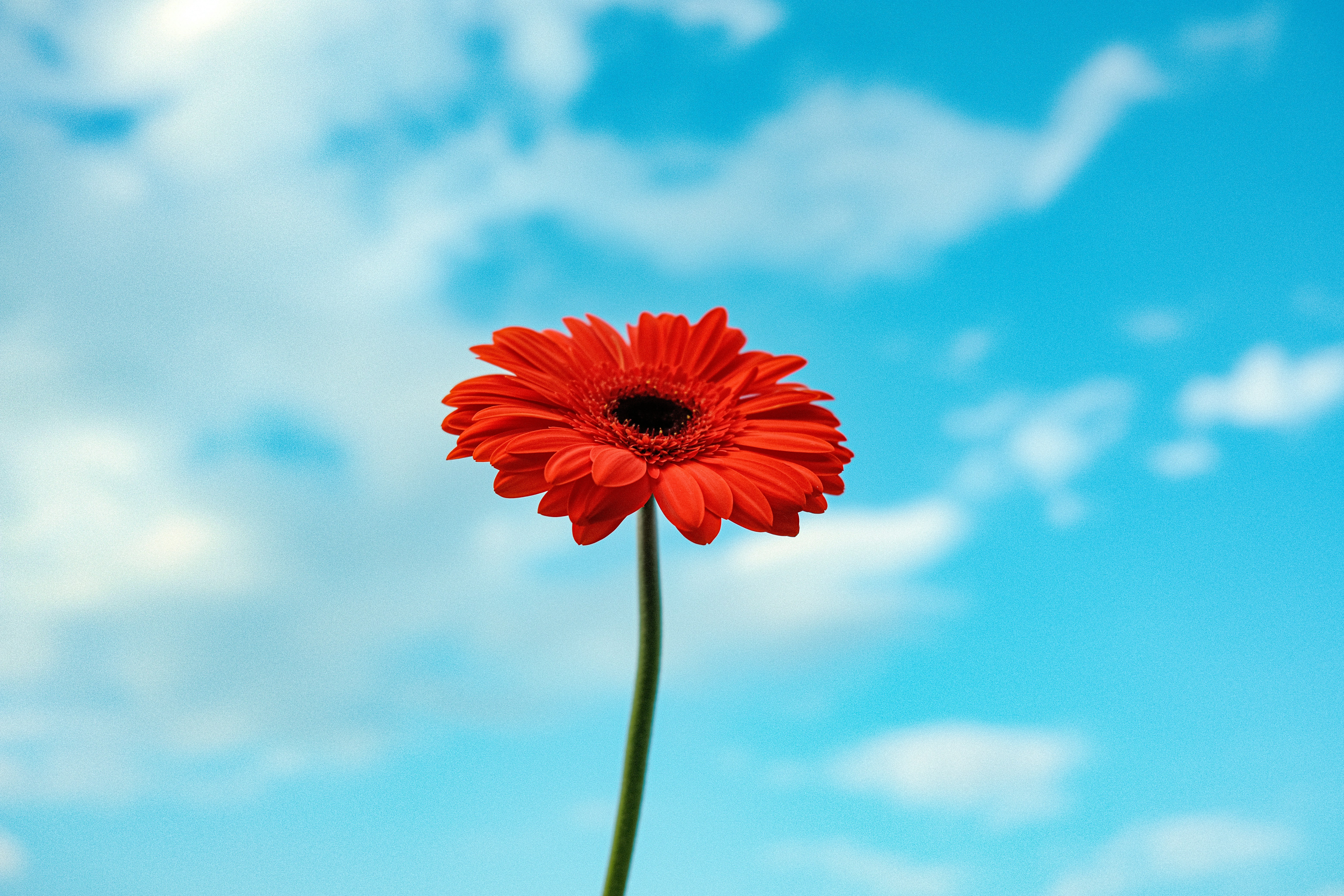 Red gerbera daisy on blue sky background