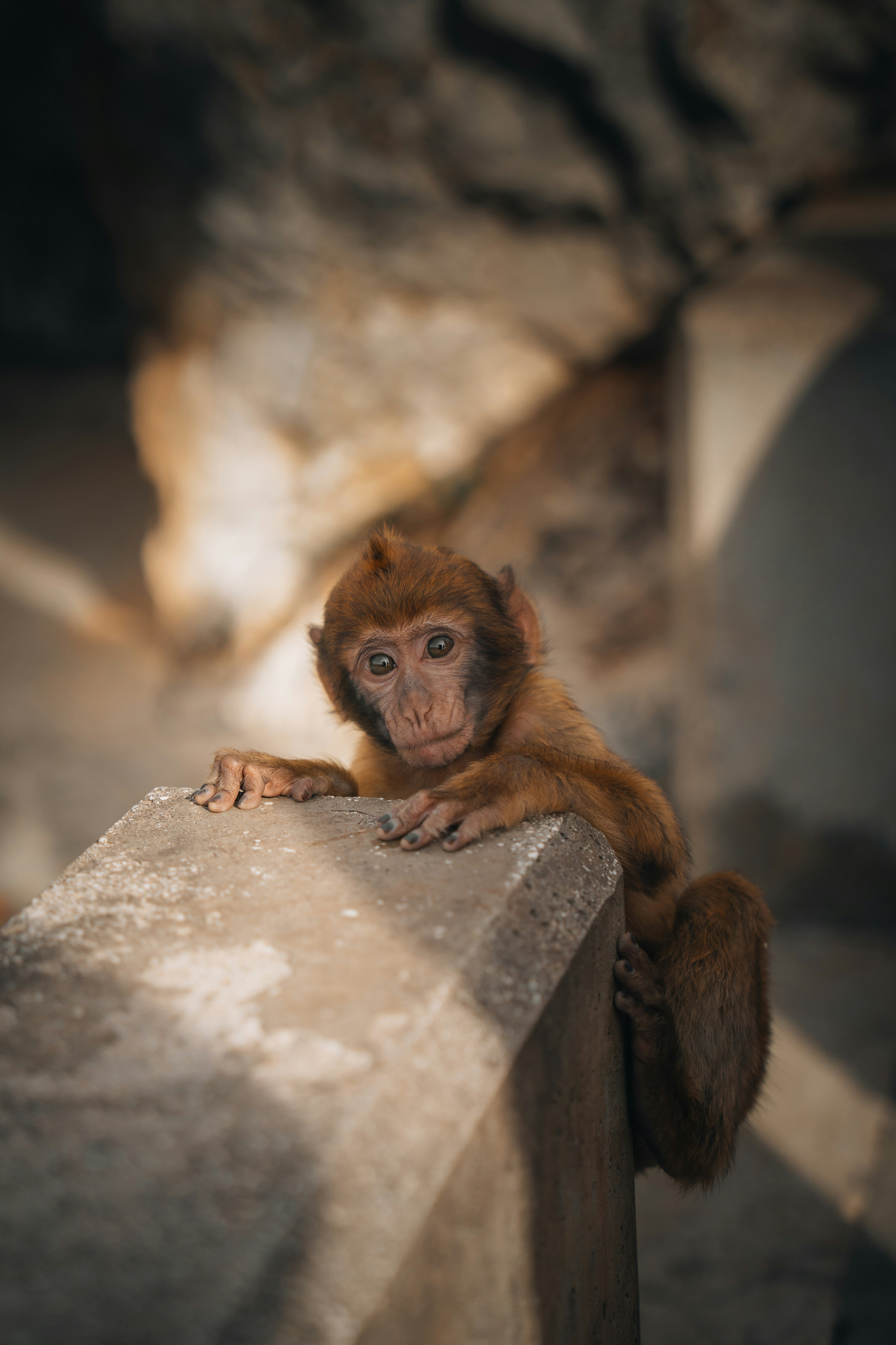Curious juvenile monkey clings to a sunlit railing, eyes wide with inquiry