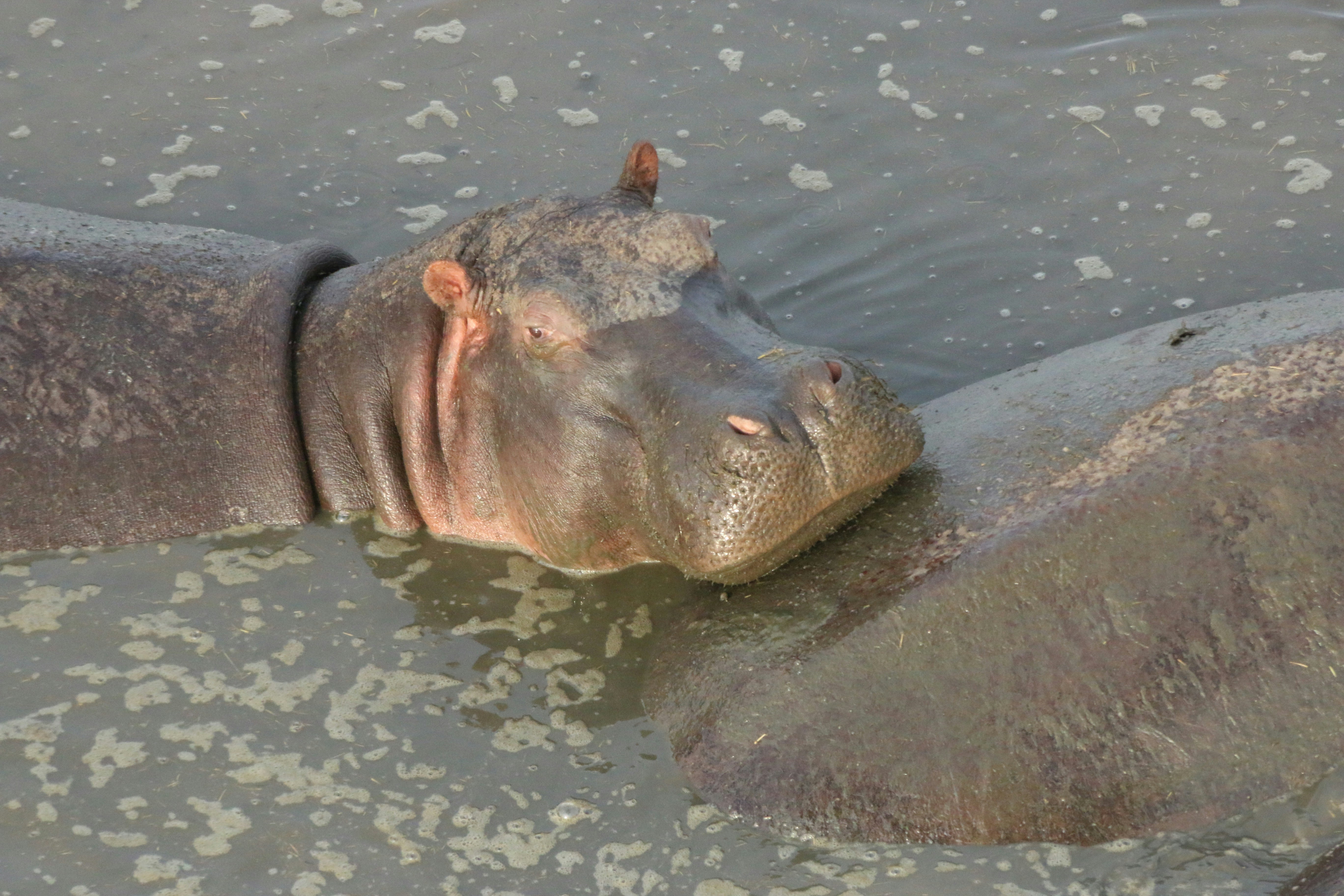 Serengeti Hippo