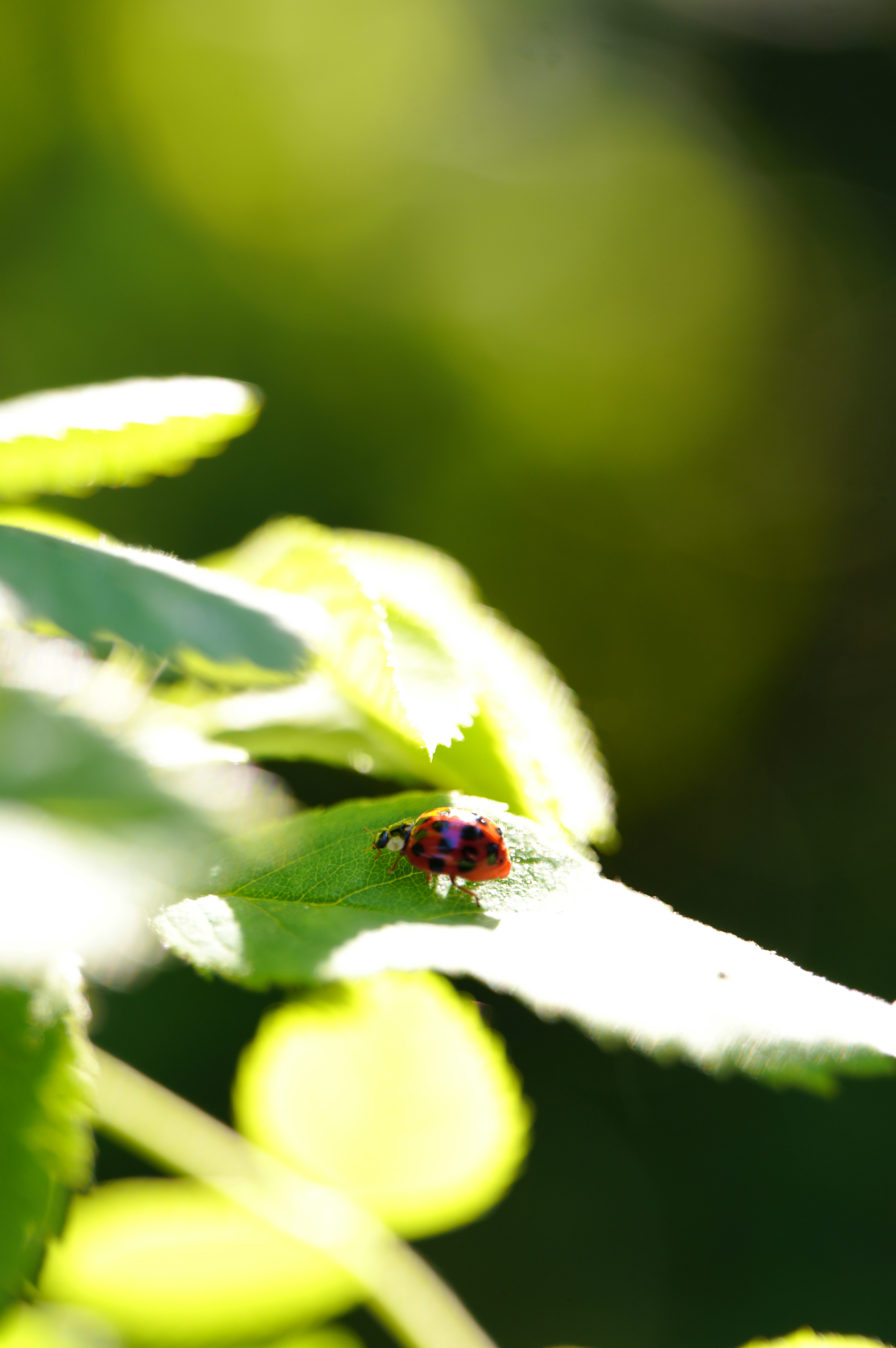 Photo by Michael Pfandl with Sigma fp L