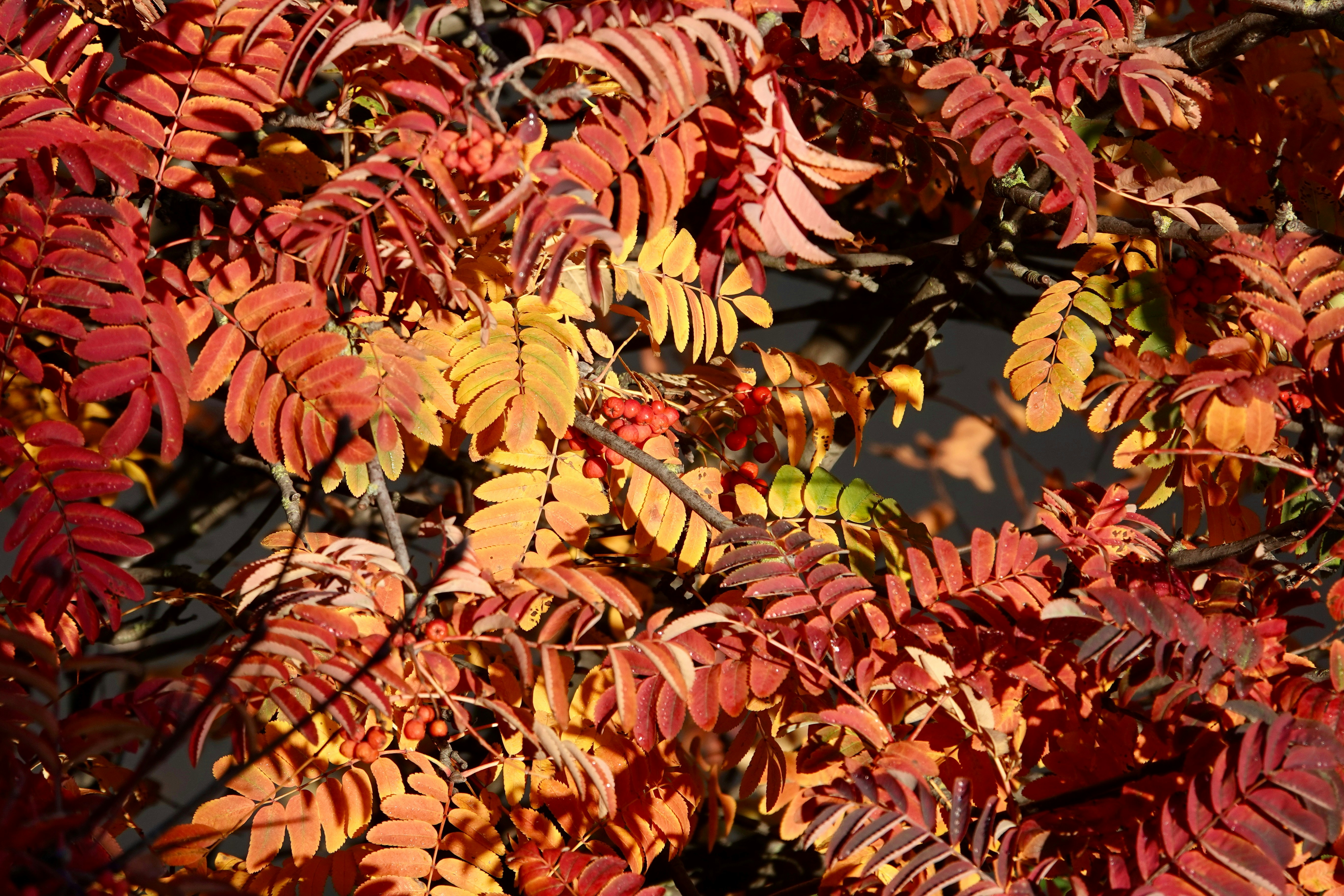 Autumnal Mosaic: Sunlit Red and Gold Leaves on a Vine
