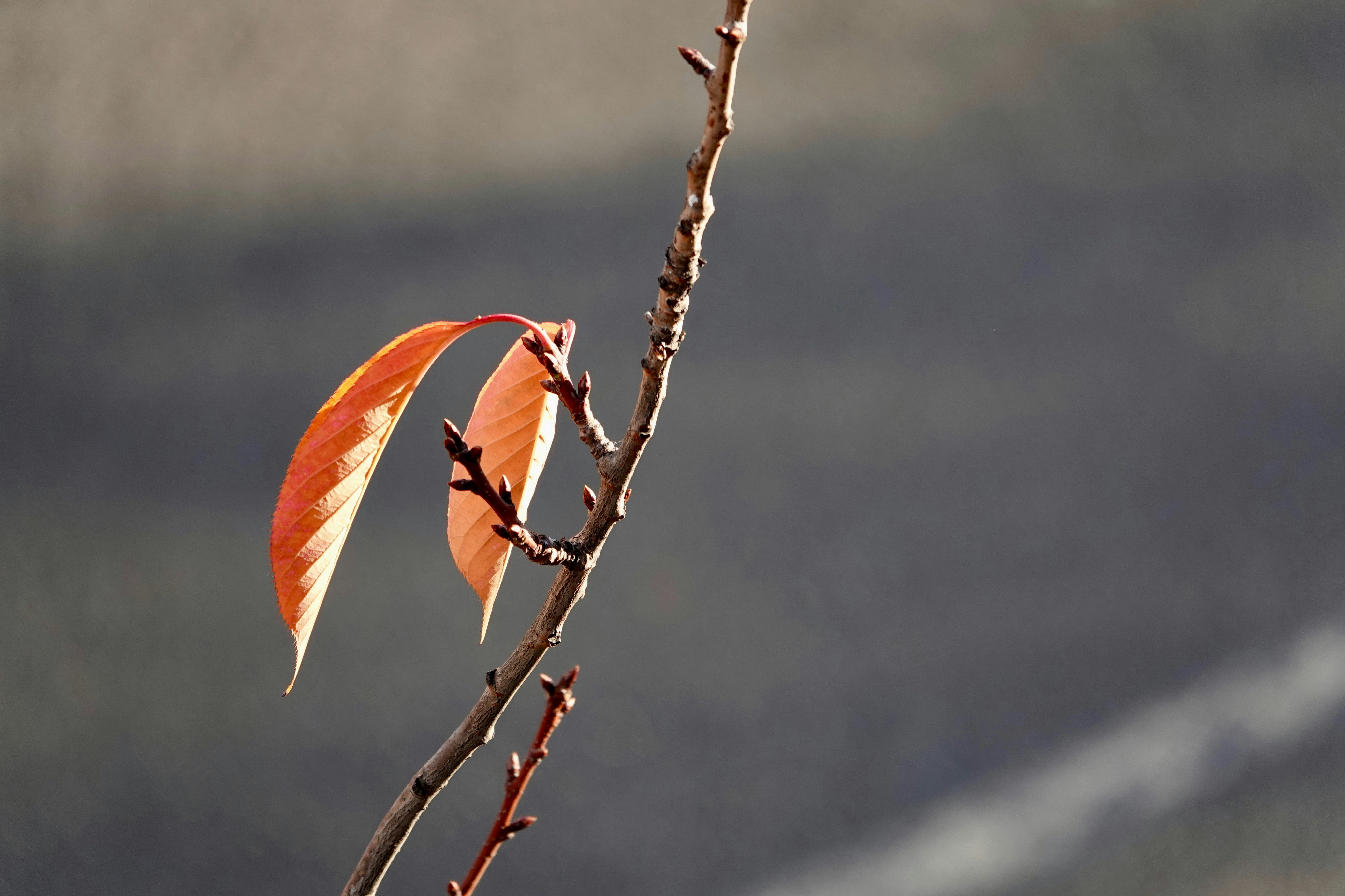 Ember on a Twig: A Lone Leaf Reaches from a Thin Branch Against a Misty Slope