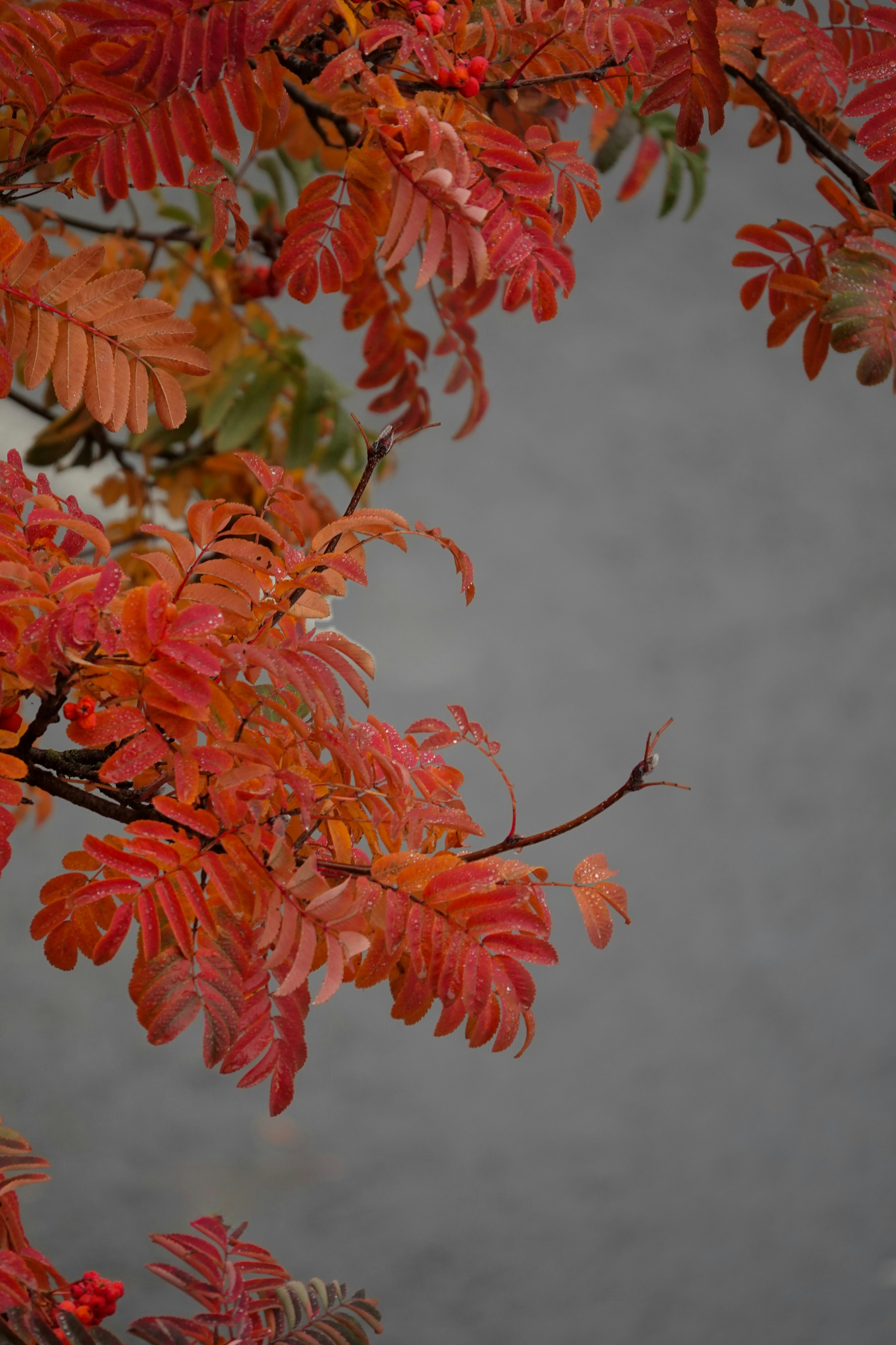 Crimson Fronds Framing a Quiet Gray Wall