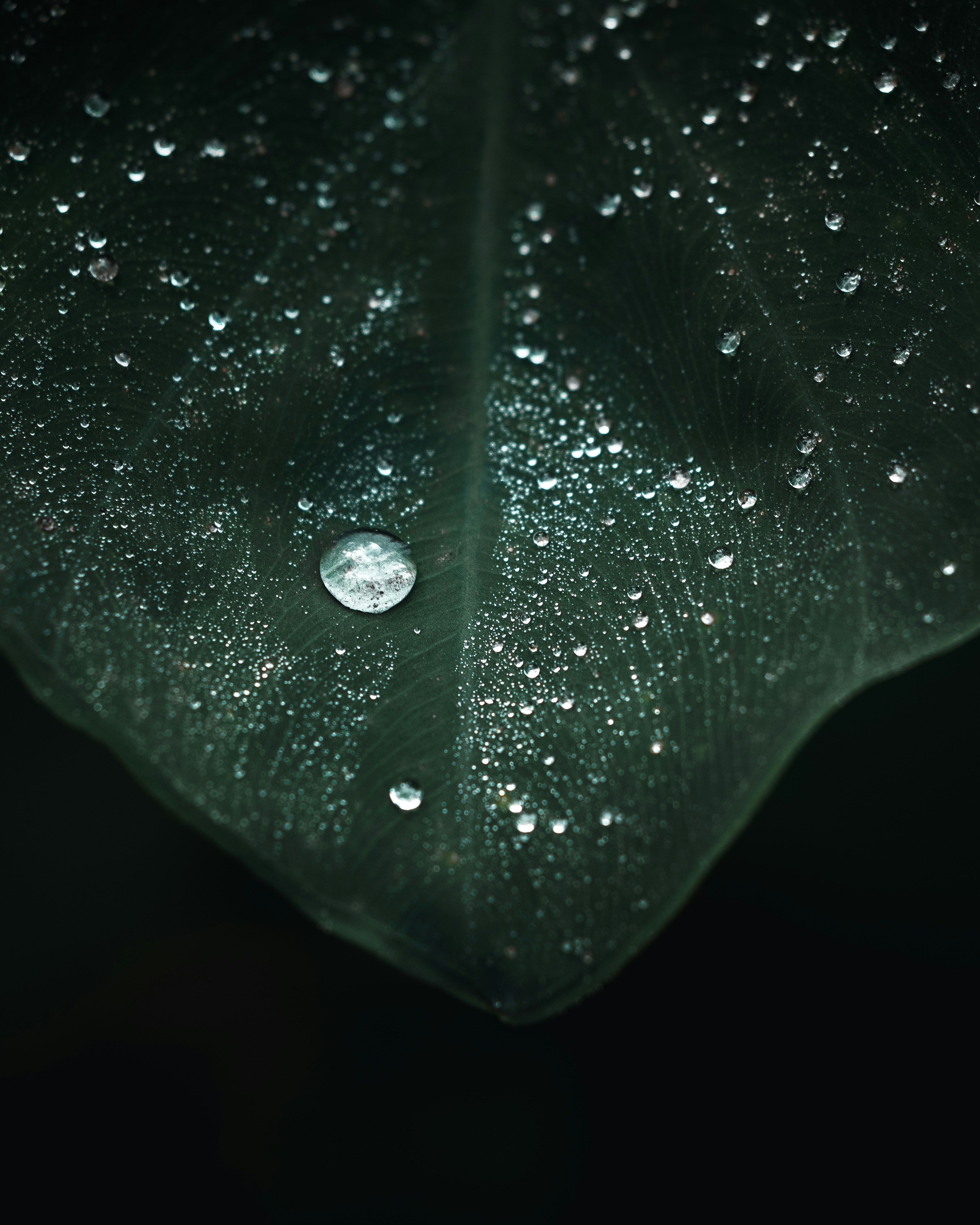 Water droplets on a dark green leaf photo – Free Texture Image on Unsplash