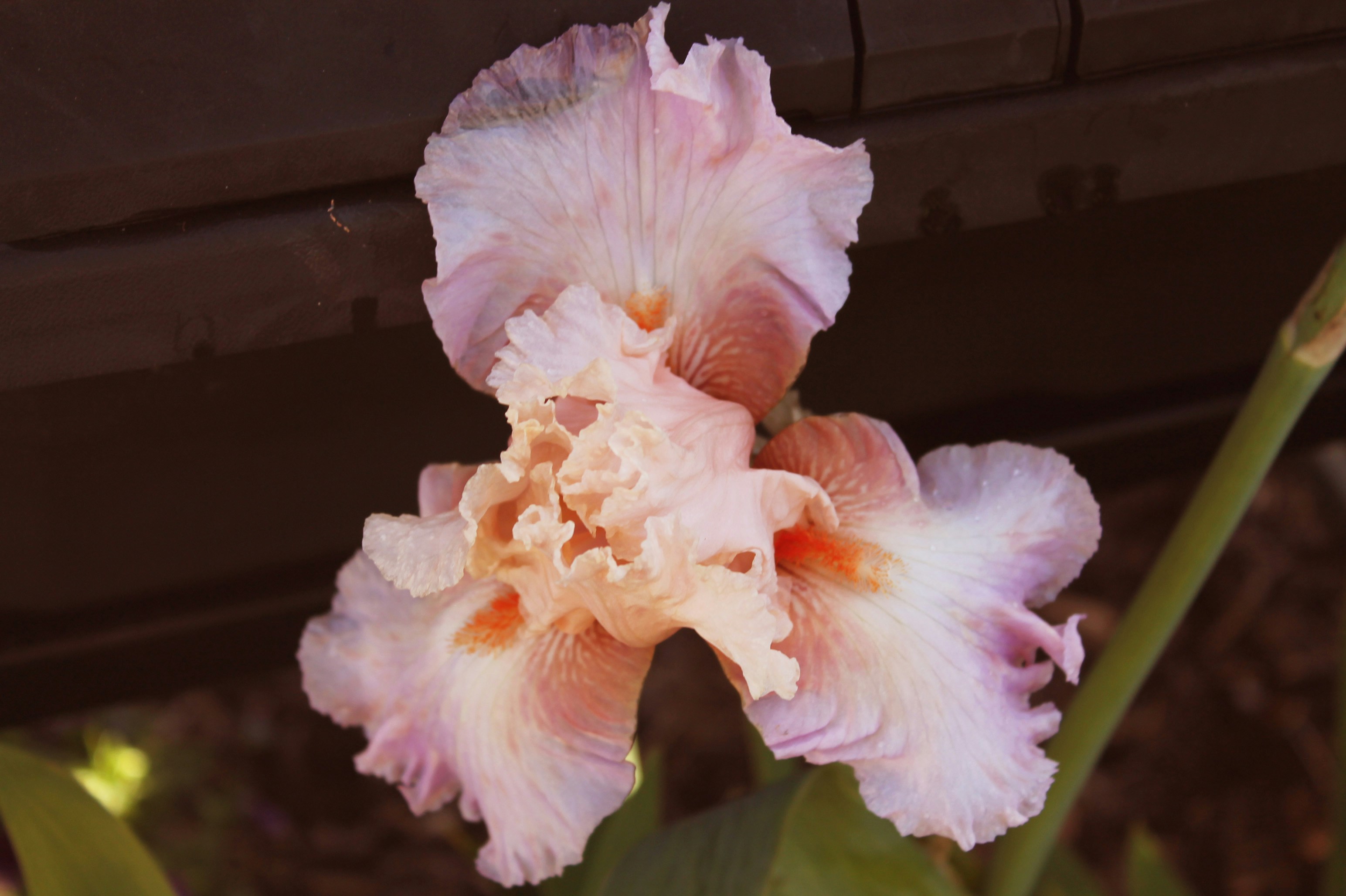 Soft Dawn Iris: Delicate Petals Unfold in Quiet Shade