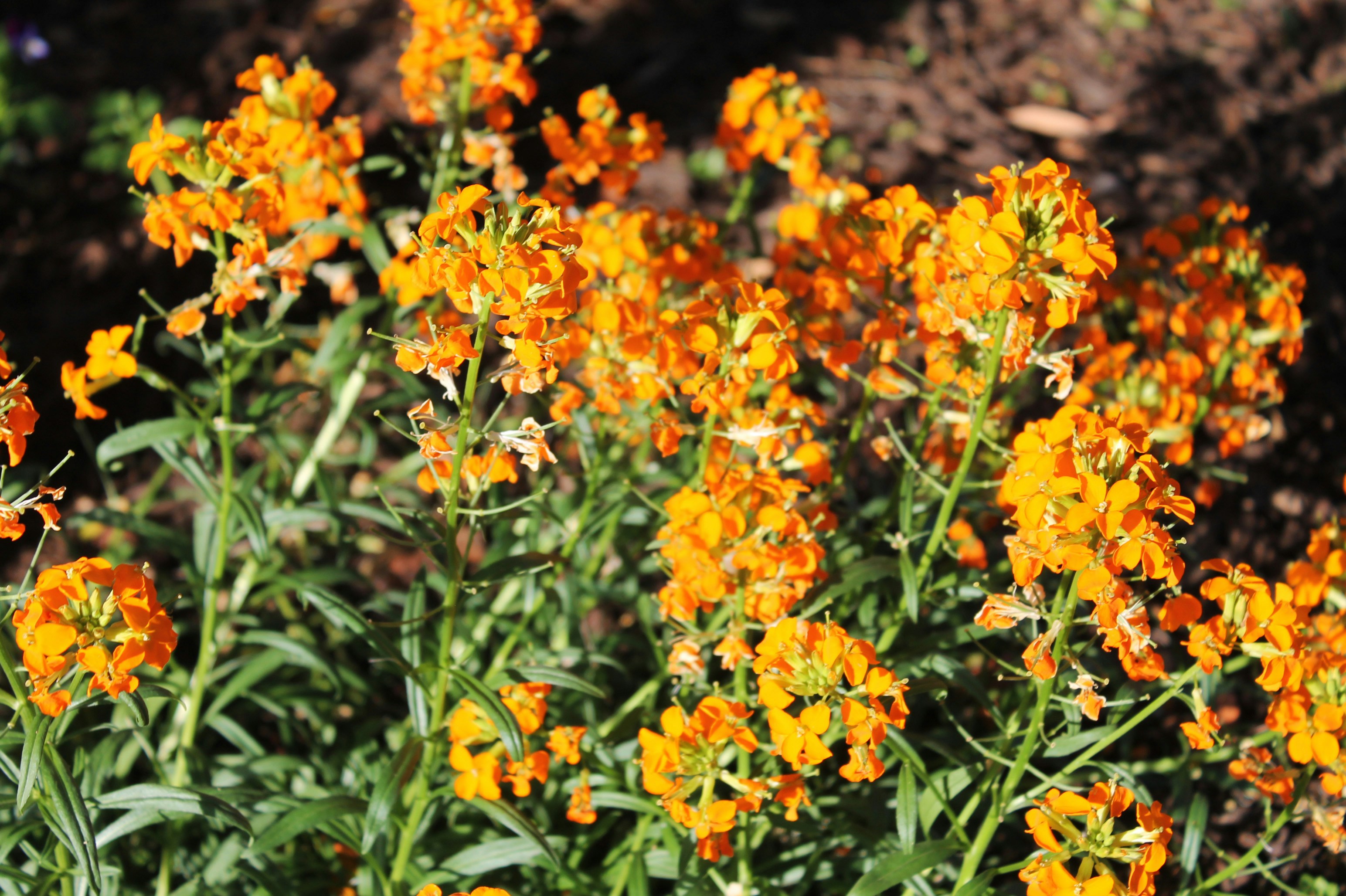 Amber Fireclusters in a Sunlit Garden Bed