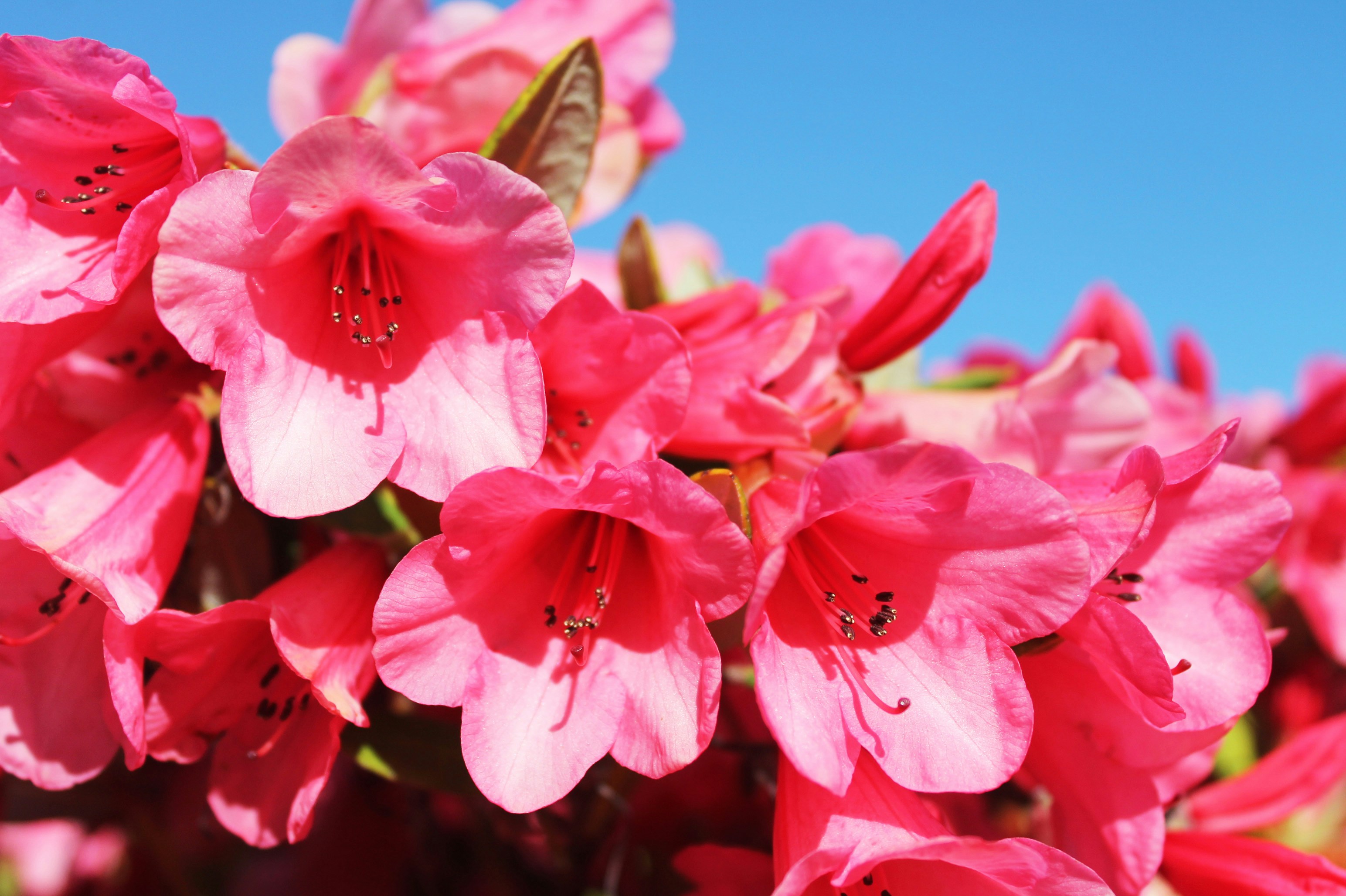 Petal Burst: Pink Azalea Cluster Against Cerulean Sky