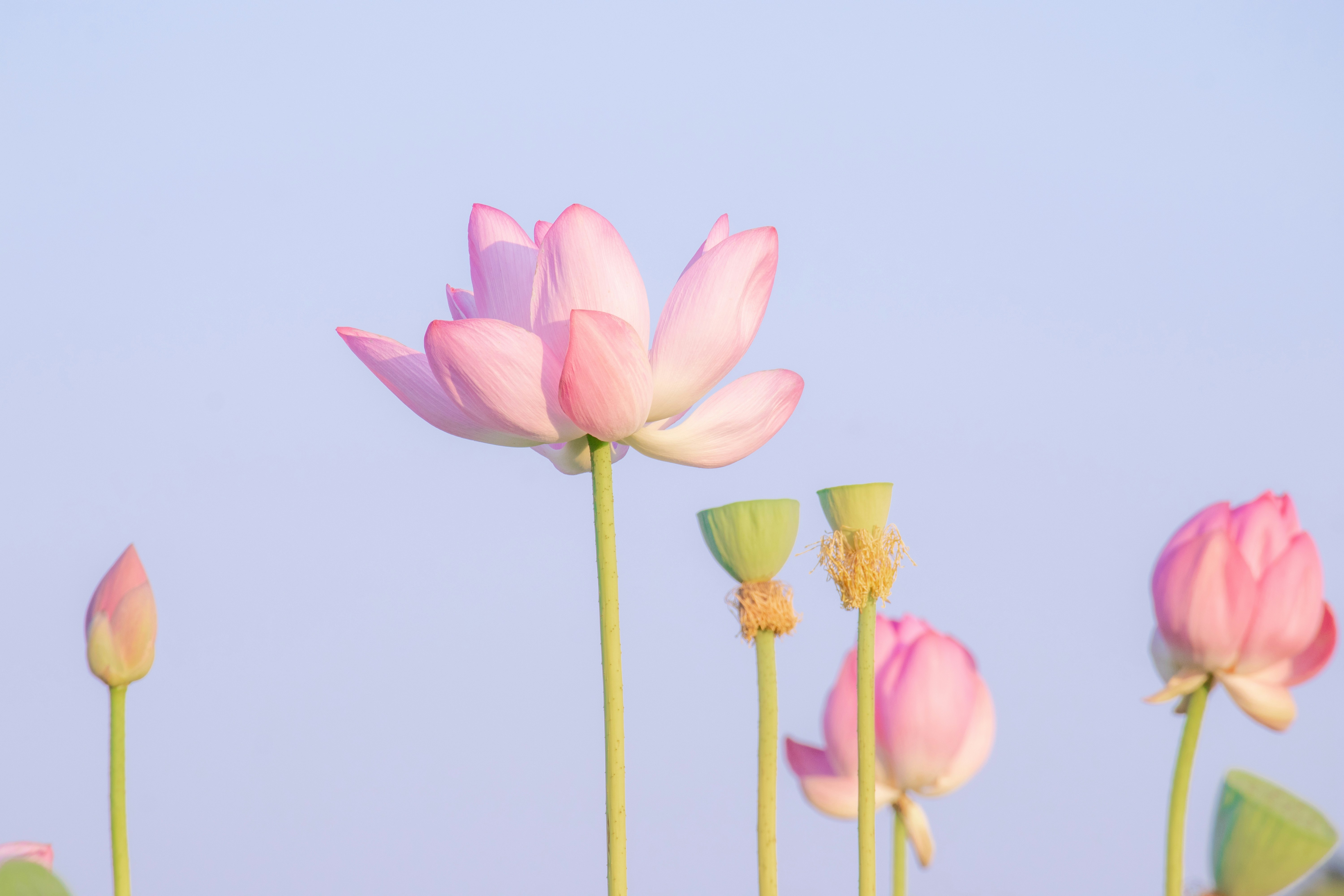 Pink lotus flowers bloom against a soft blue sky. photo – Free Lotus ...