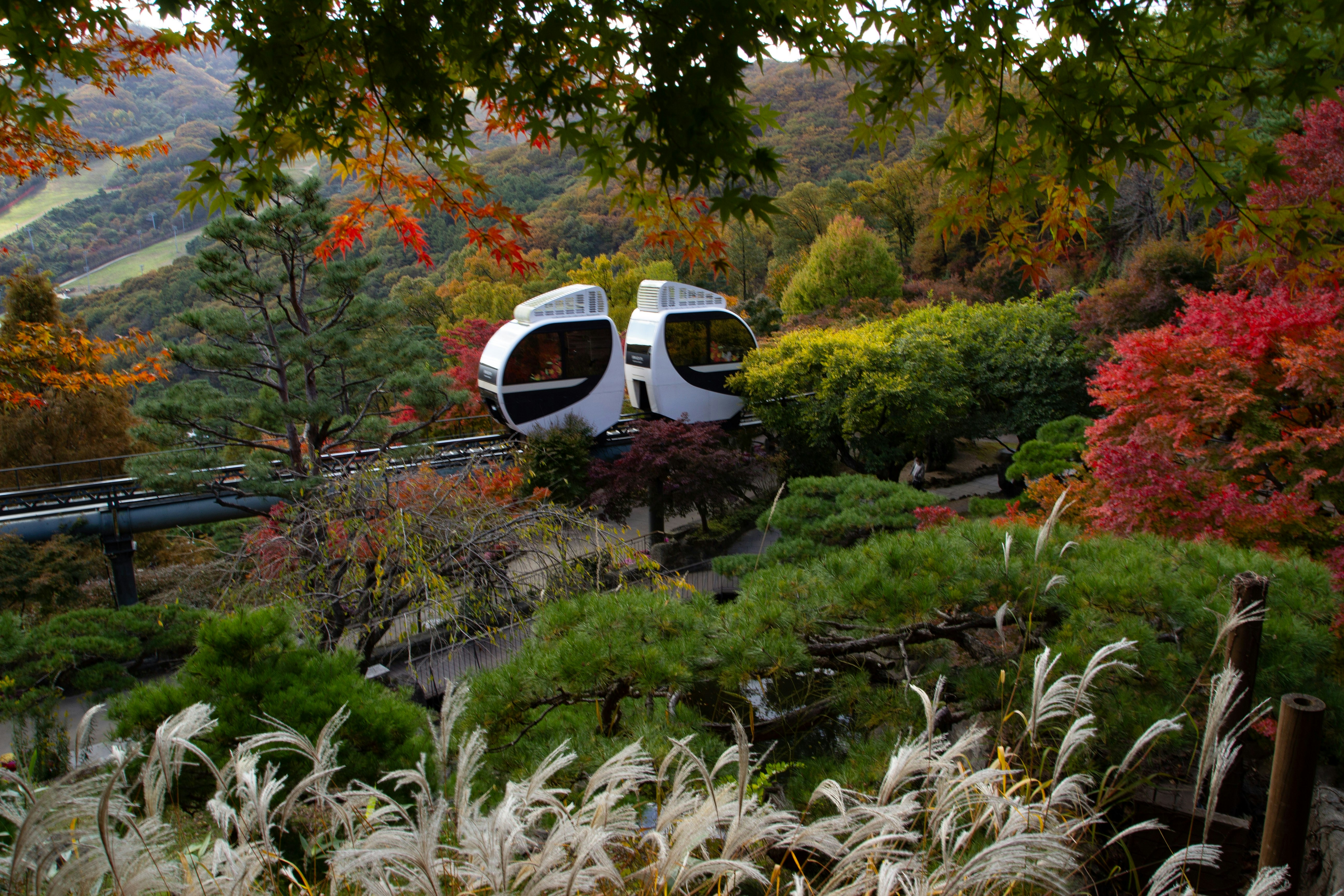 Korea, Autumn, Fall, Fall, Maple, Red, Forest, University