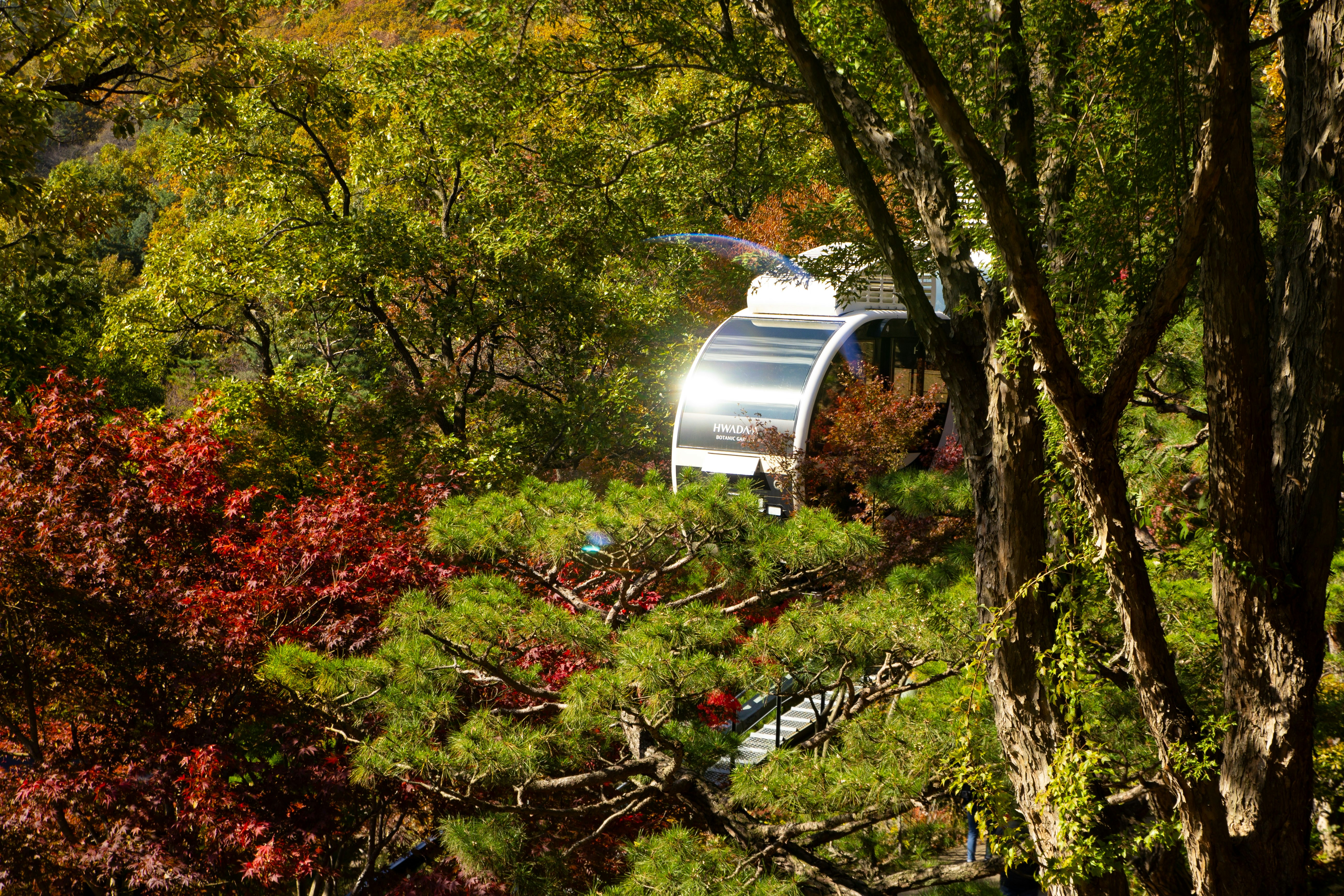 Korea, Autumn, Fall, Fall, Maple, Red, Forest, University