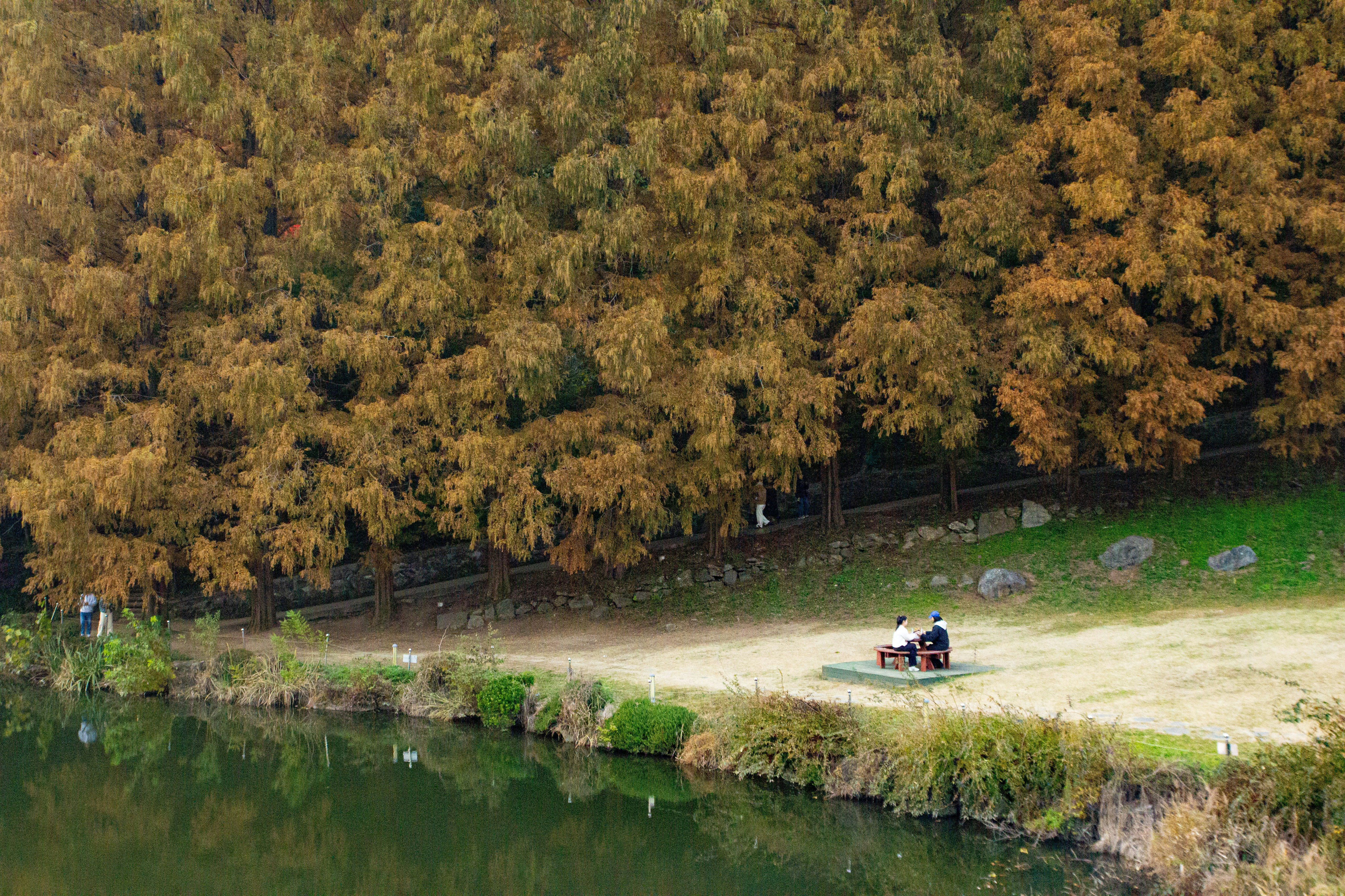Korea, Autumn, Fall, Fall, Maple, Red, Forest, University