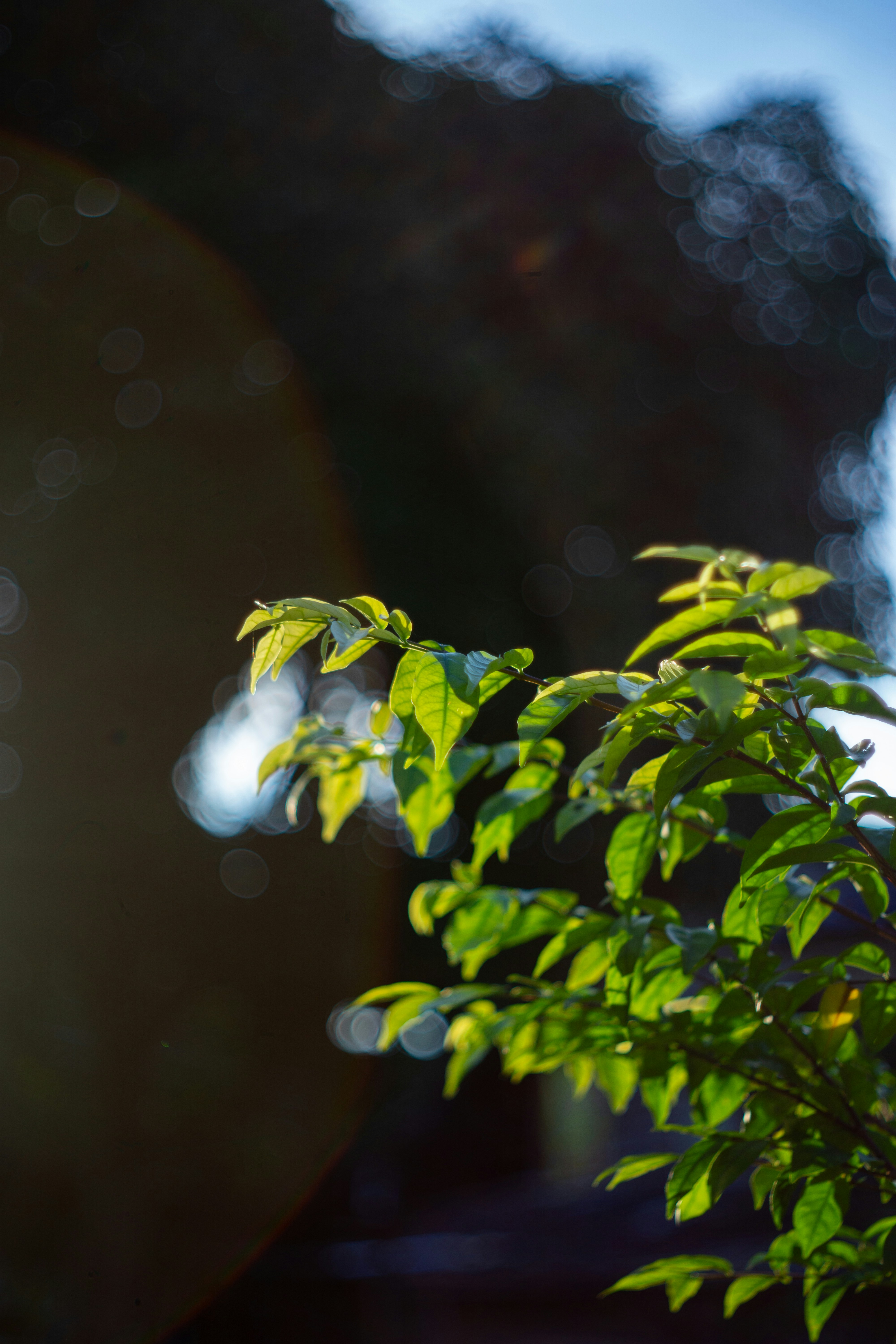 Sunlit Emerald Leaves Framed by Quiet Bokeh