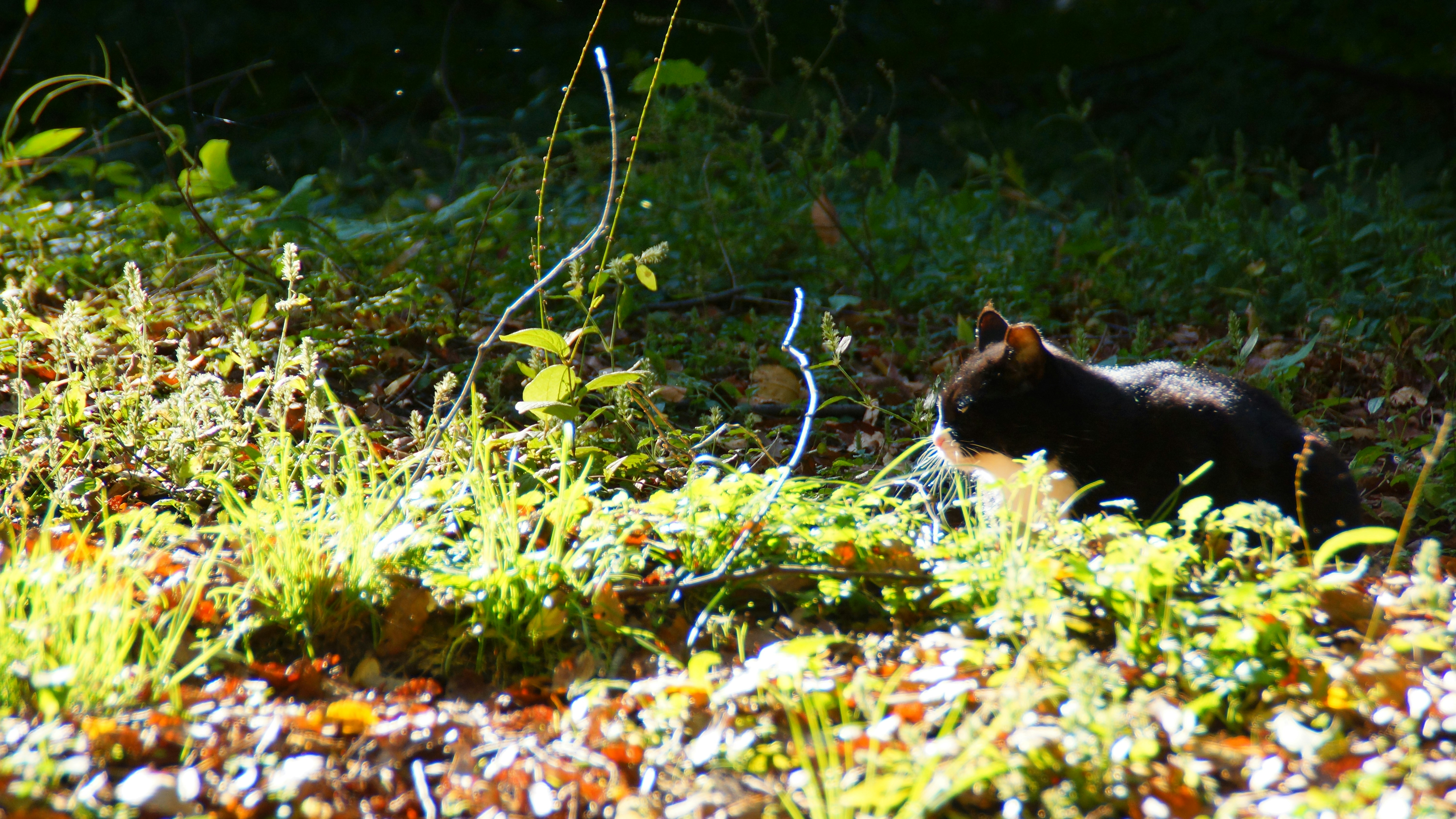 Sunlit Verge: A Black Cat Stalking Through Dappled Grass