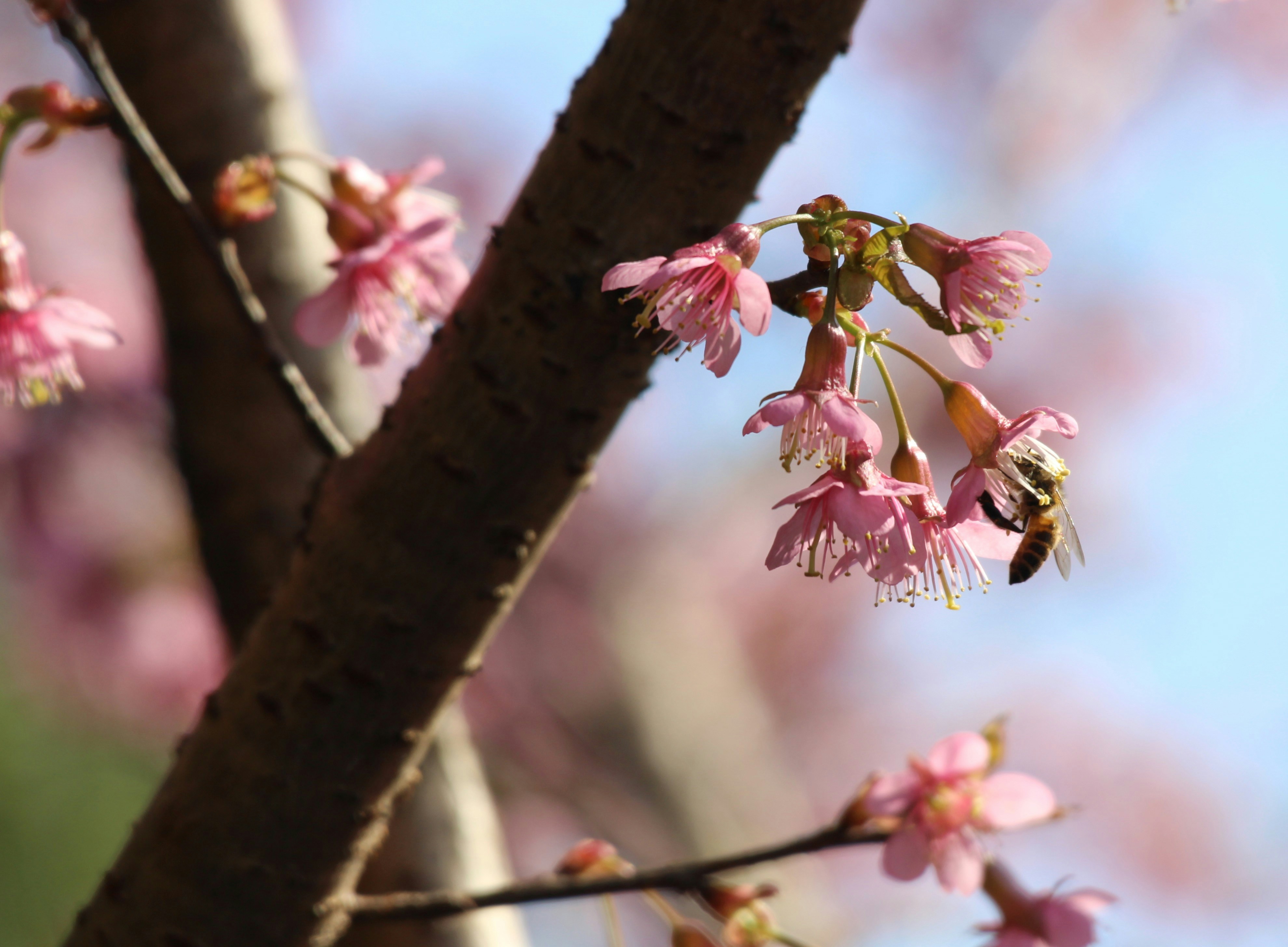 A bee collecting nectar from pink cherry blossoms.