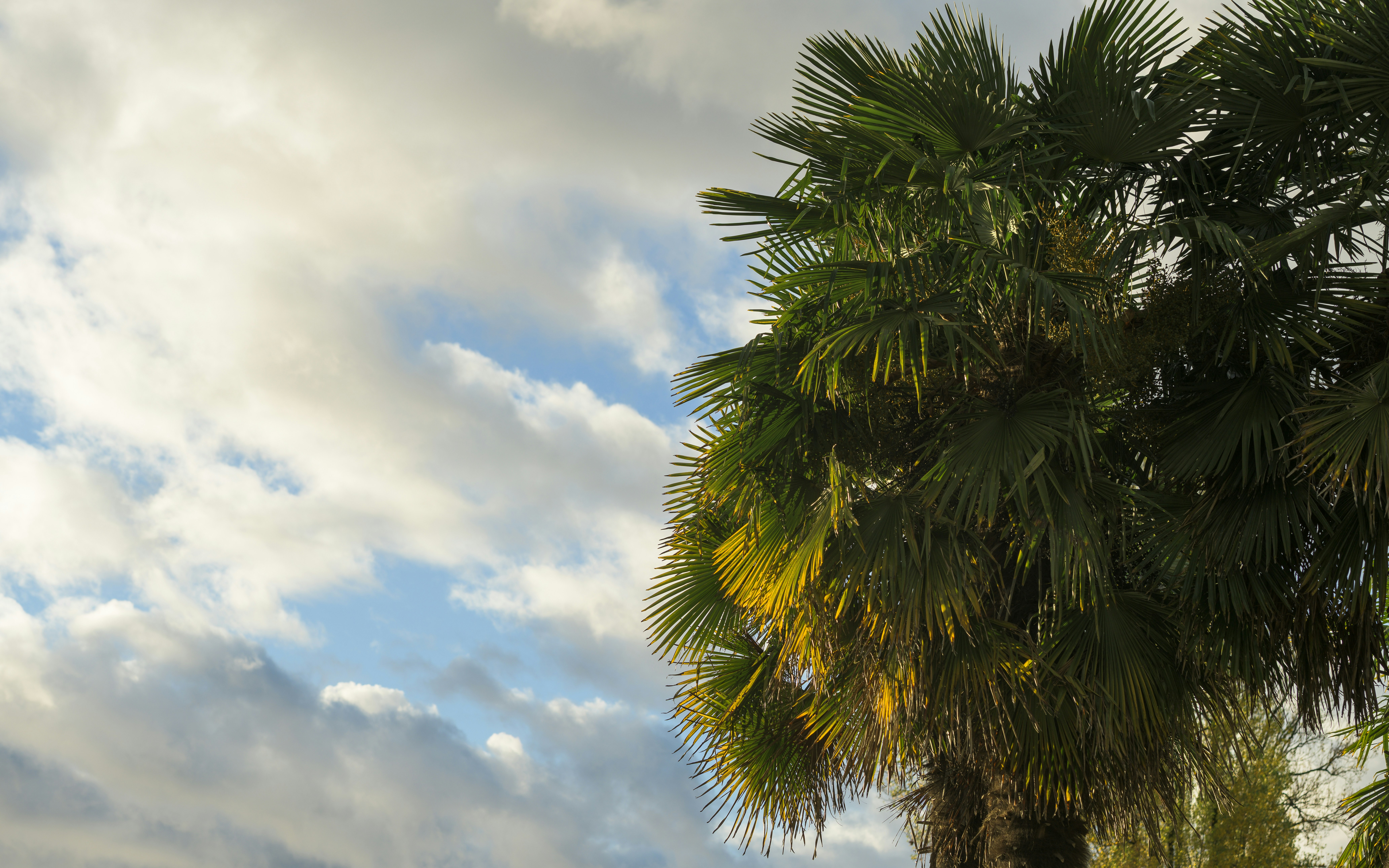Palm Crown Against a Patchwork Sky
