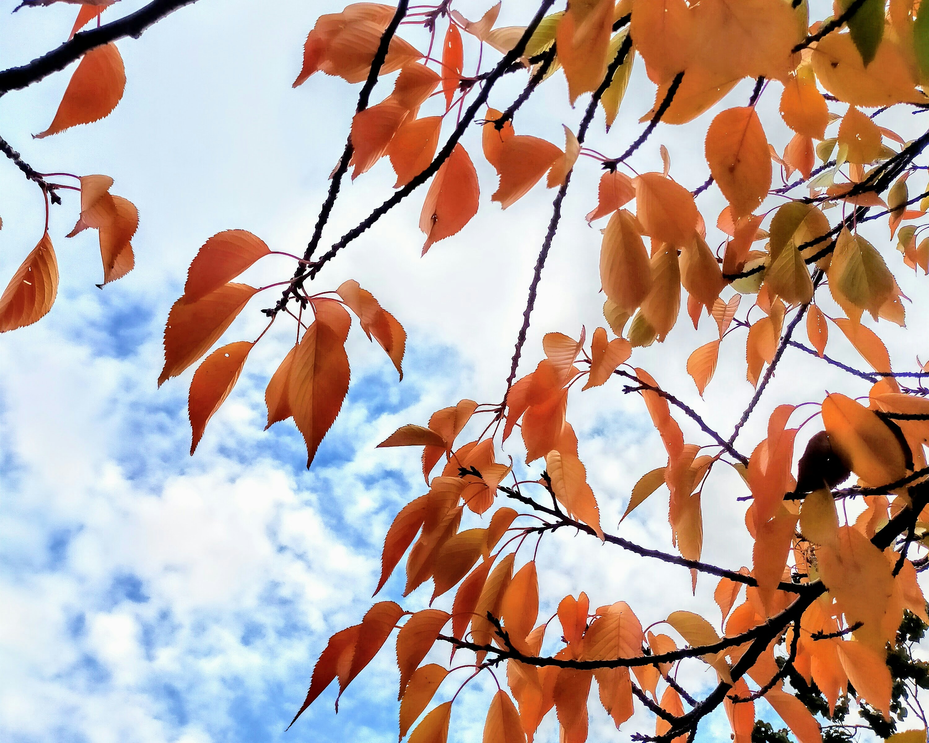 Vivid orange autumn leaves stretch across a bright blue sky, branches forming a delicate lattice. The scene emphasizes seasonal color contrast and natural texture; photographically categorized as a nature capture.