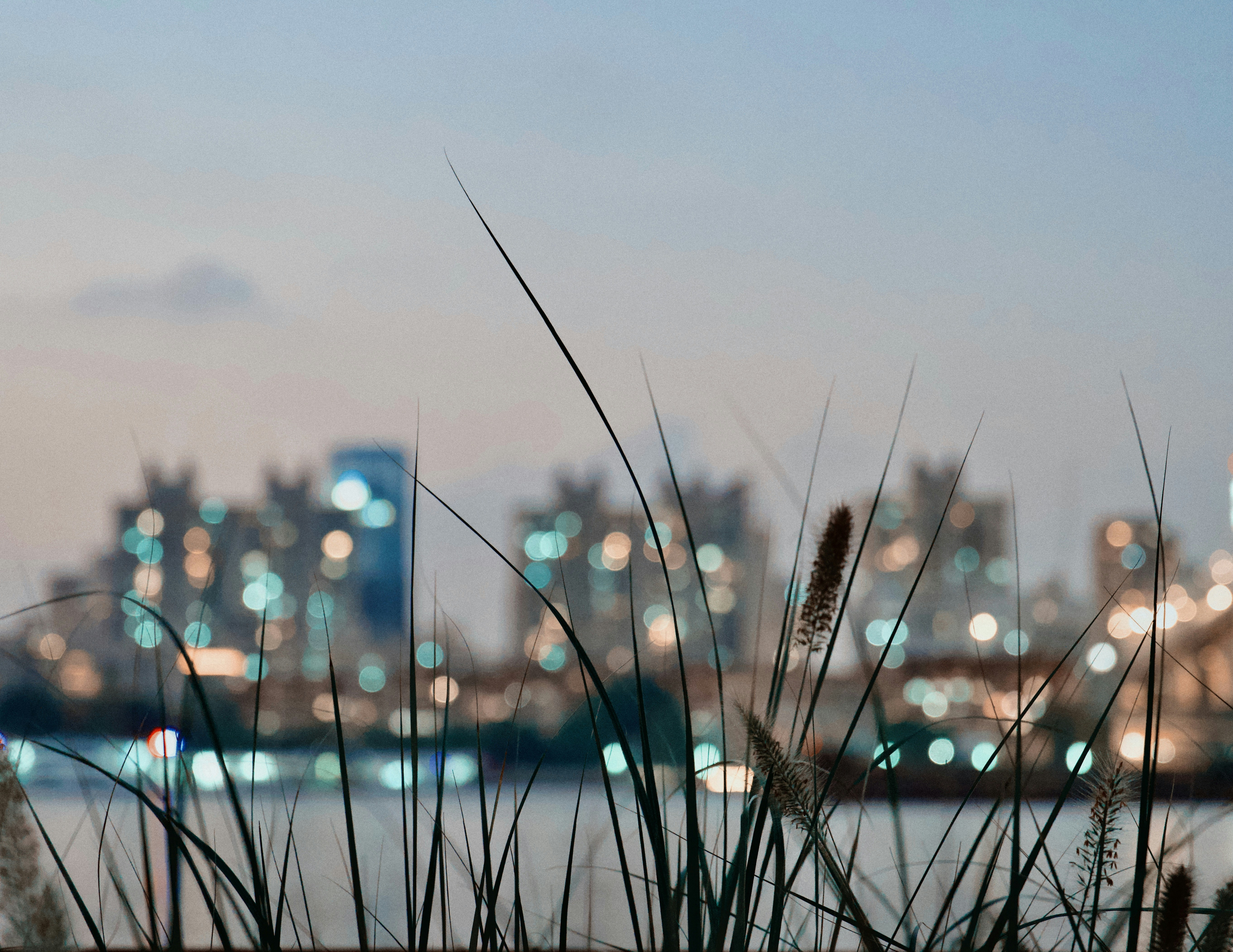Dusk in the Grass: Neon Reflections on a Quiet Foreground