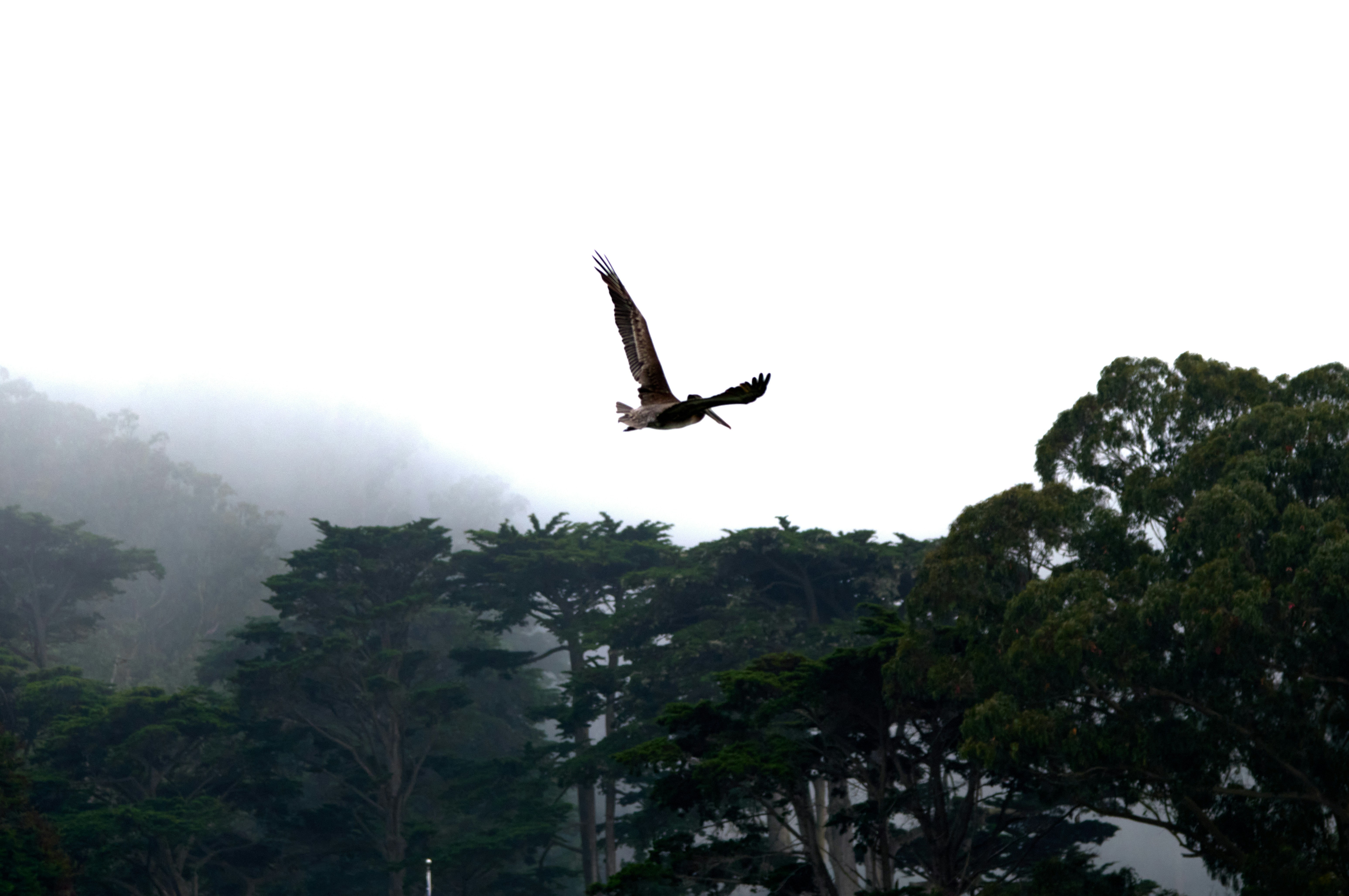 A brown pelican glides through the mist above a forest of tall evergreen trees, captured against a foggy white sky for a calm and atmospheric wildlife scene.
