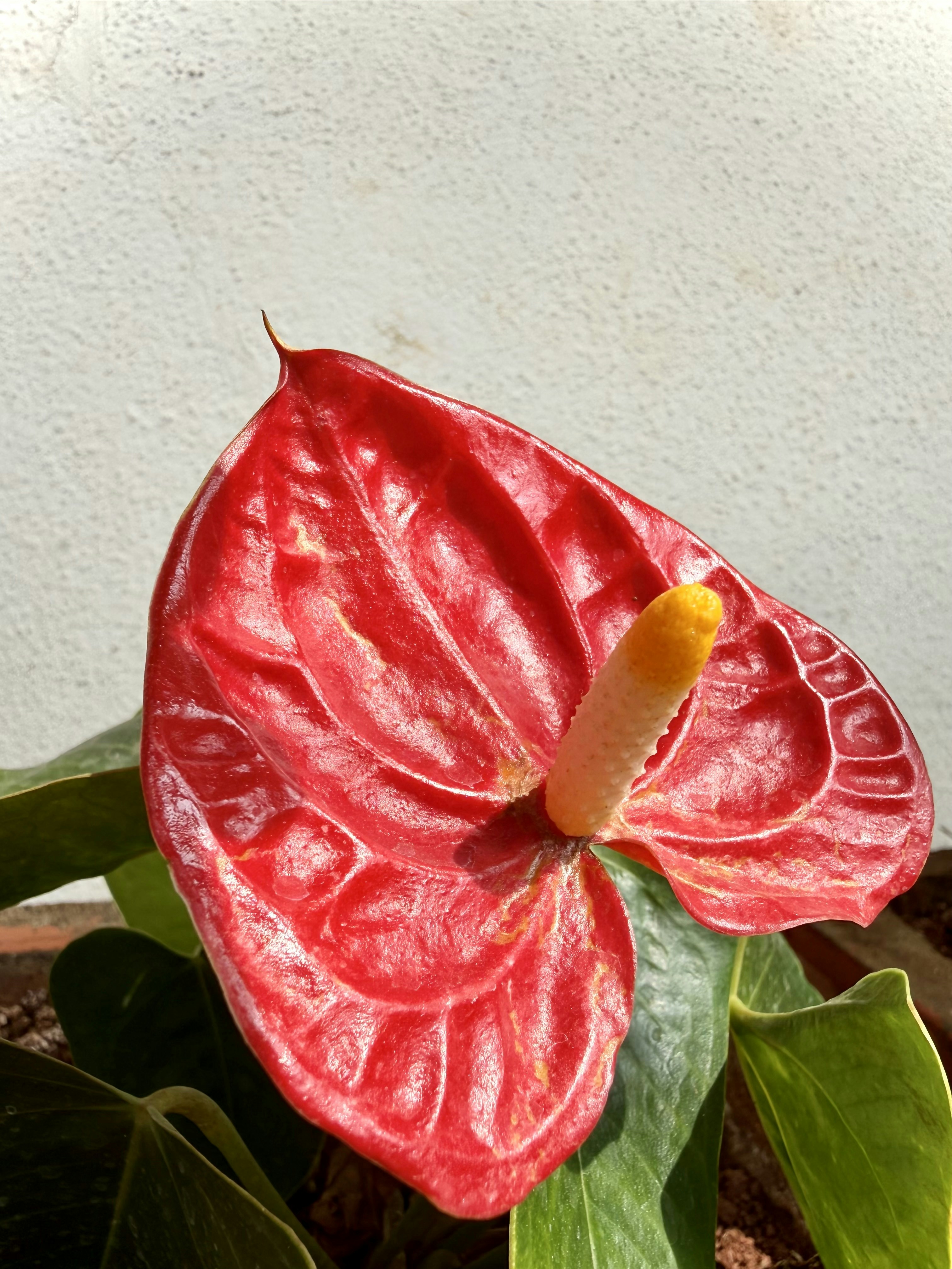 Crimson Anthurium: Sunlit Macro of a Tropical Heart