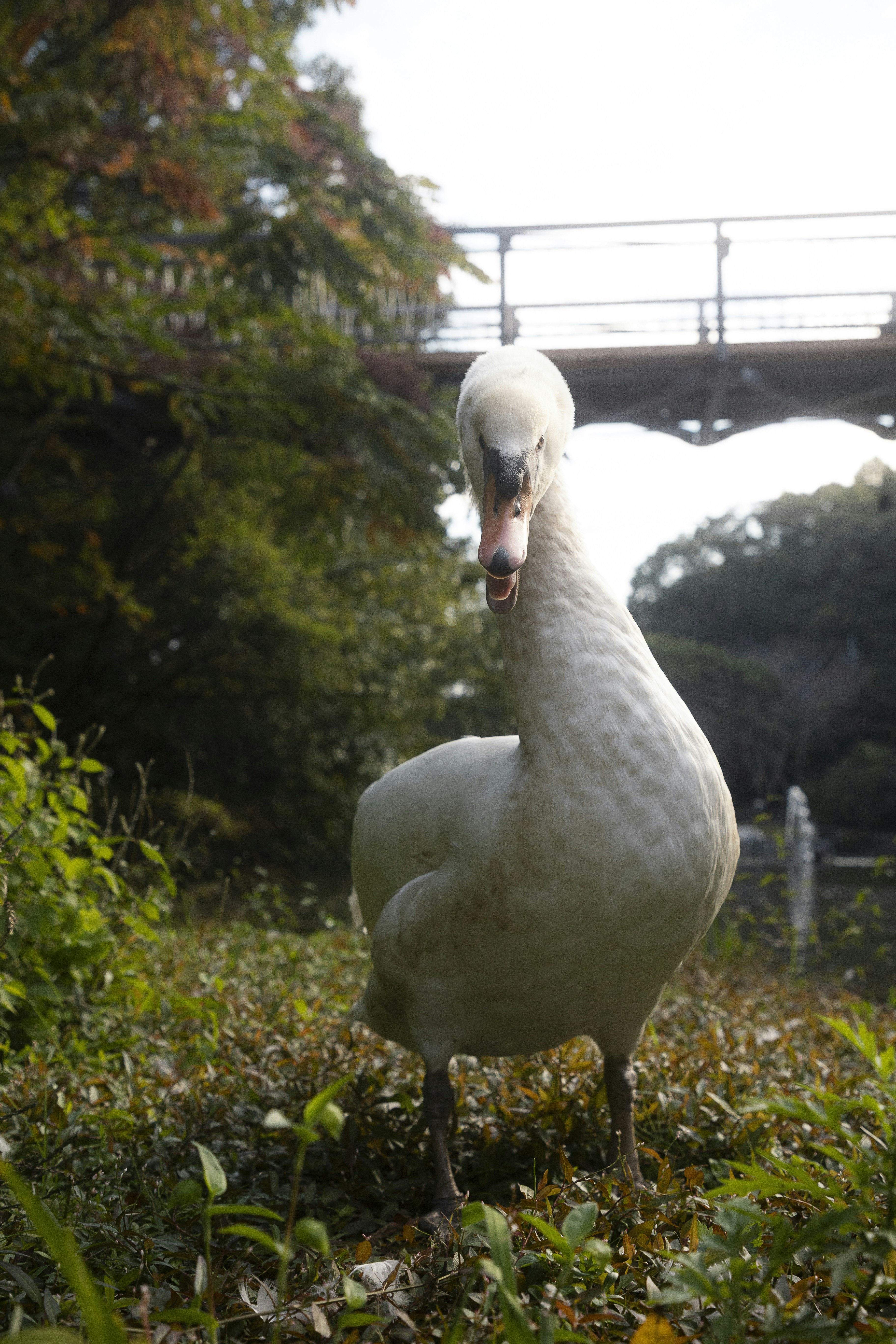 Curious Swan Under the Bridge: Quiet Morning in the Park