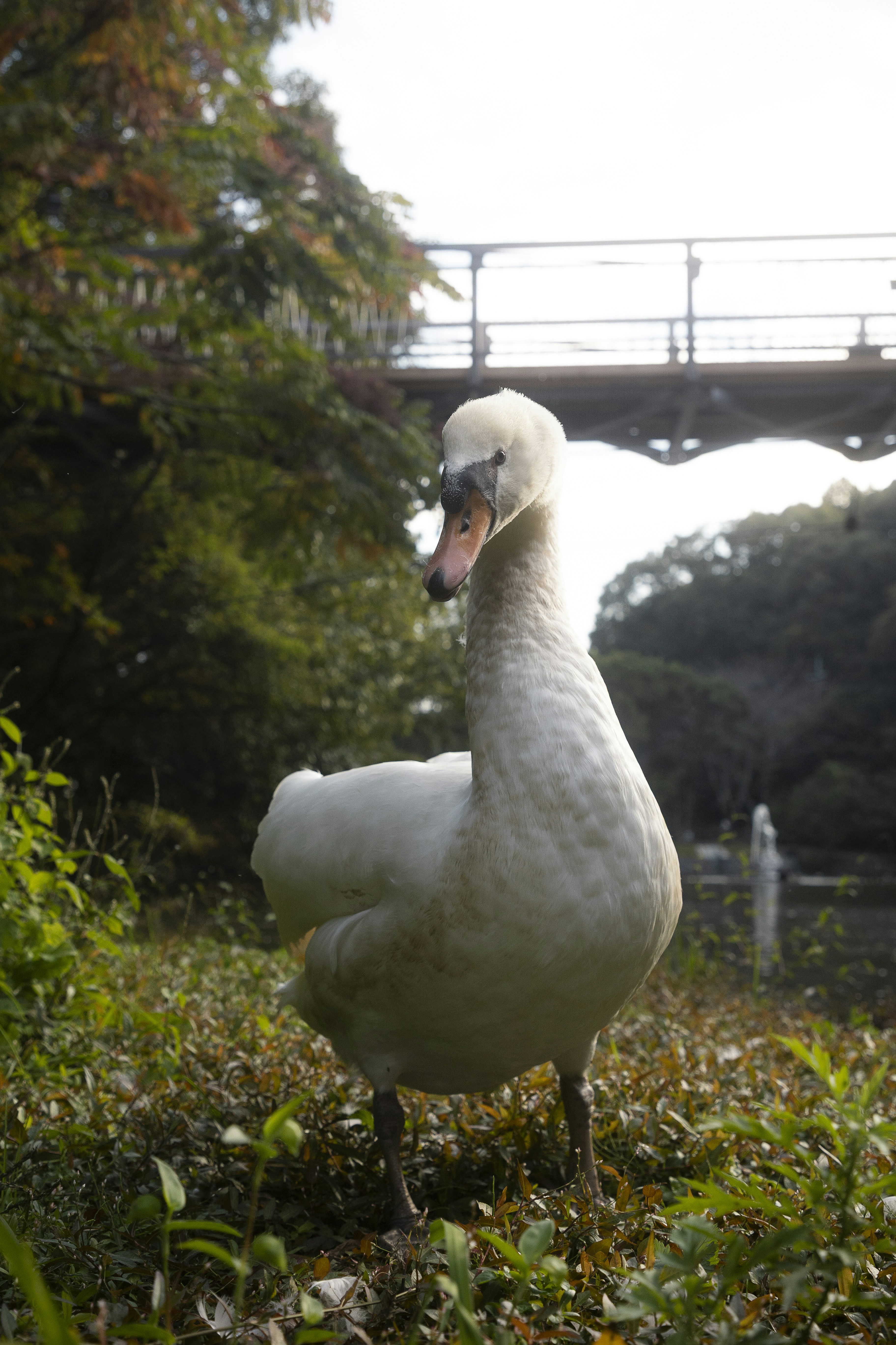 Swan at Dappled Riverside: Quiet Grace Beneath a Bridge
