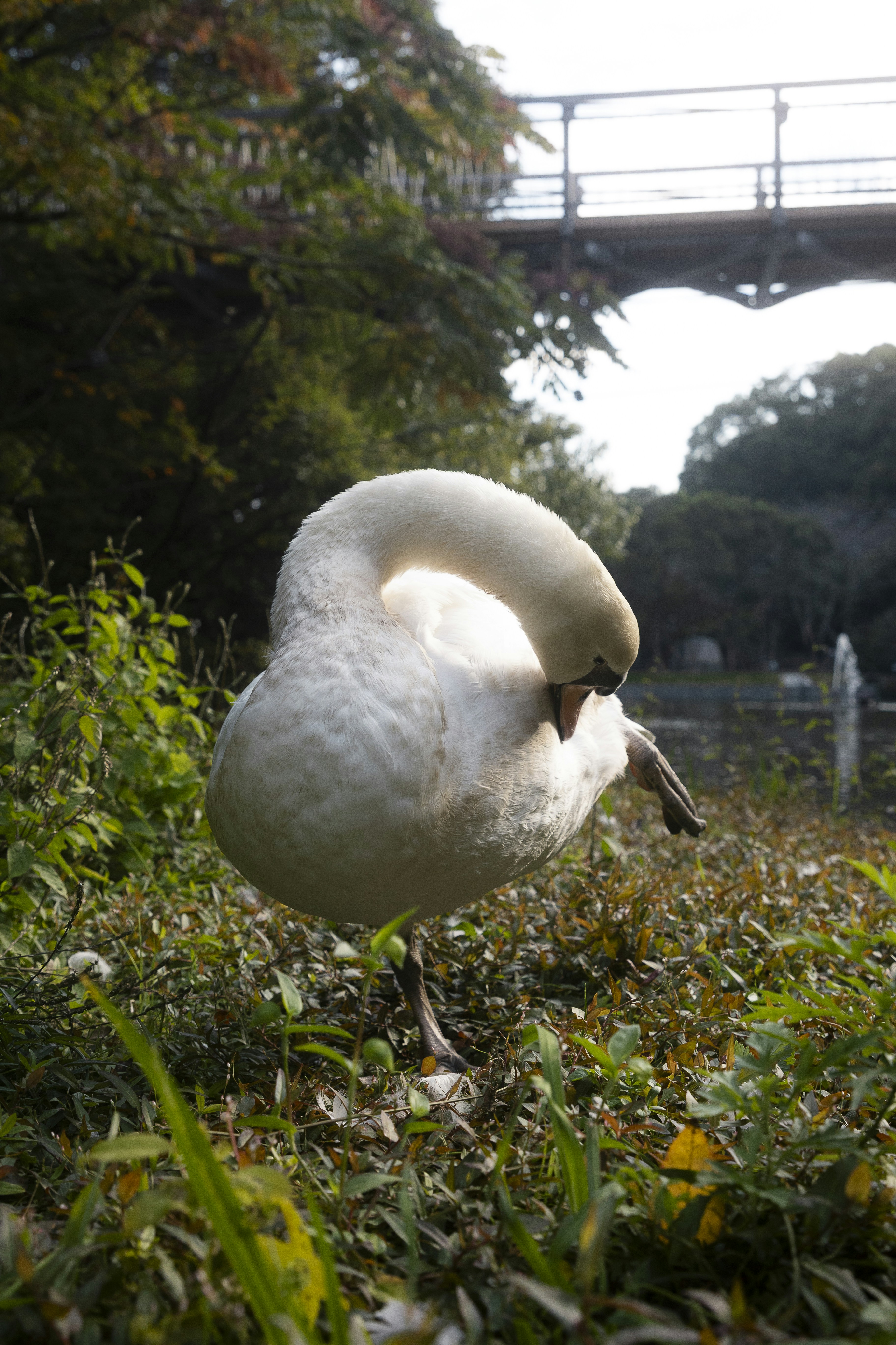 Swan Preens on Park Lawn Beneath a Pedestrian Bridge
