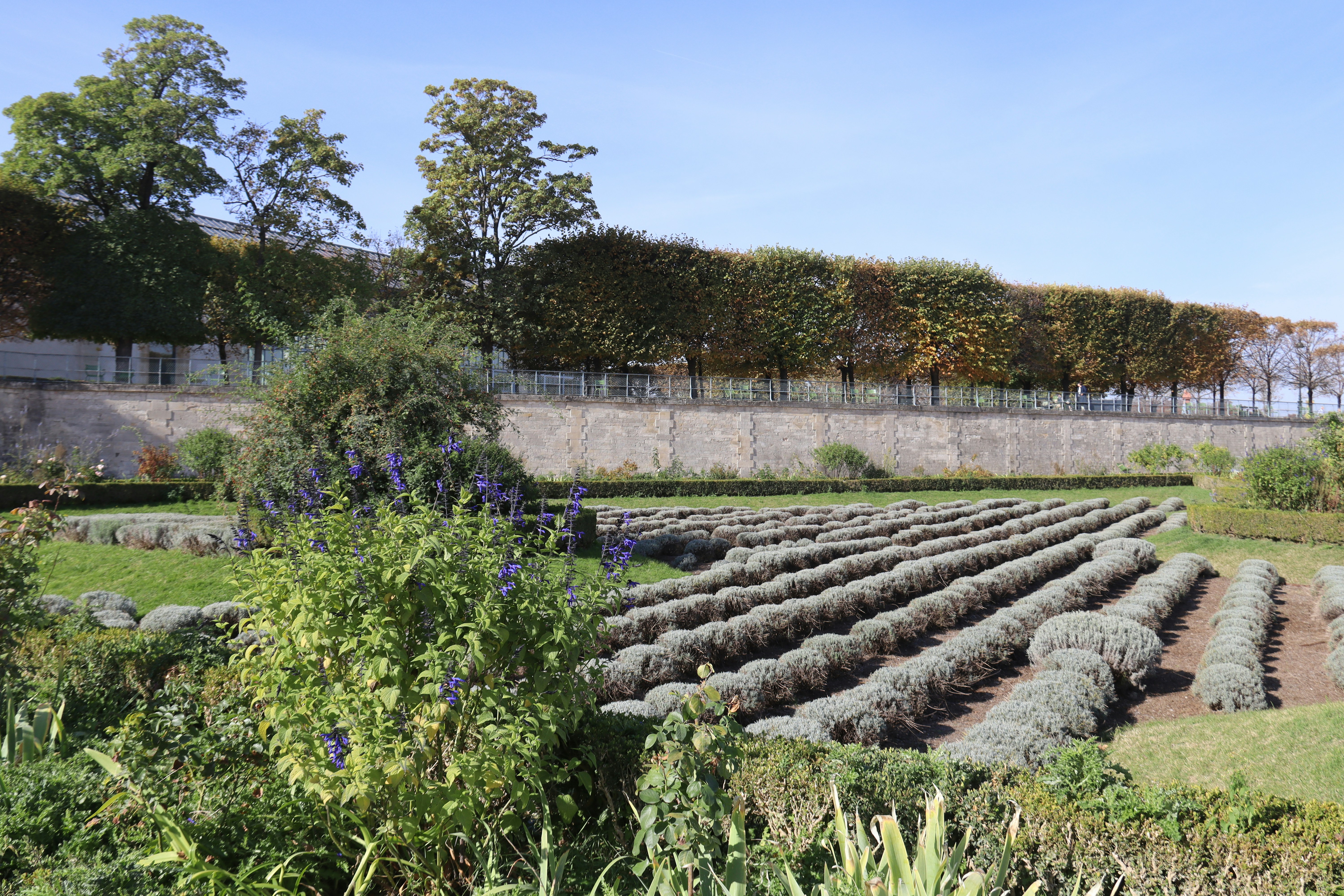 Lavender Rows Lead the Eye to a Tranquil Garden Wall