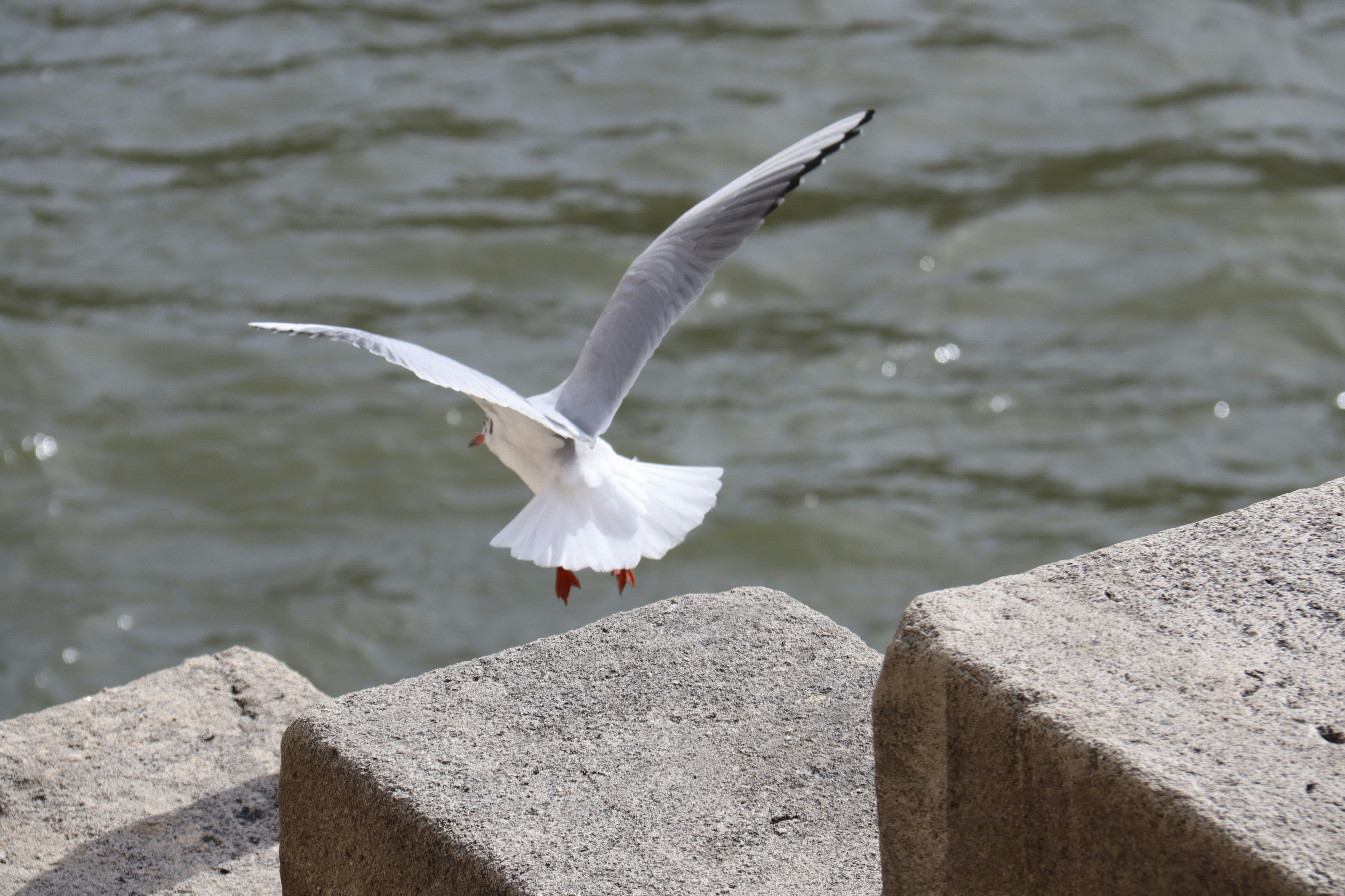 Photo by Shalev Cohen with Canon EOS 850D