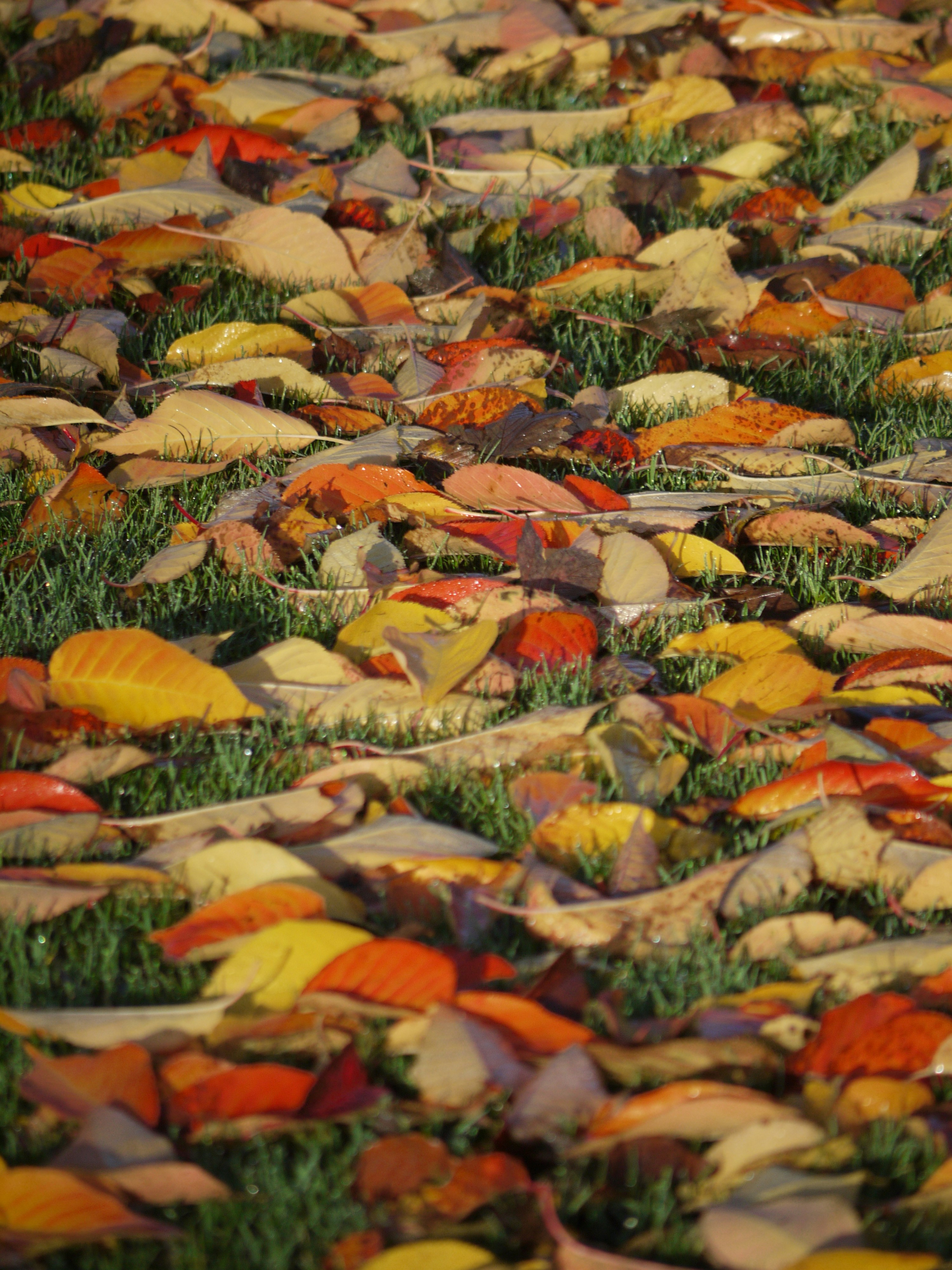Autumn Carpet: Leaves in Sunlit Disorder