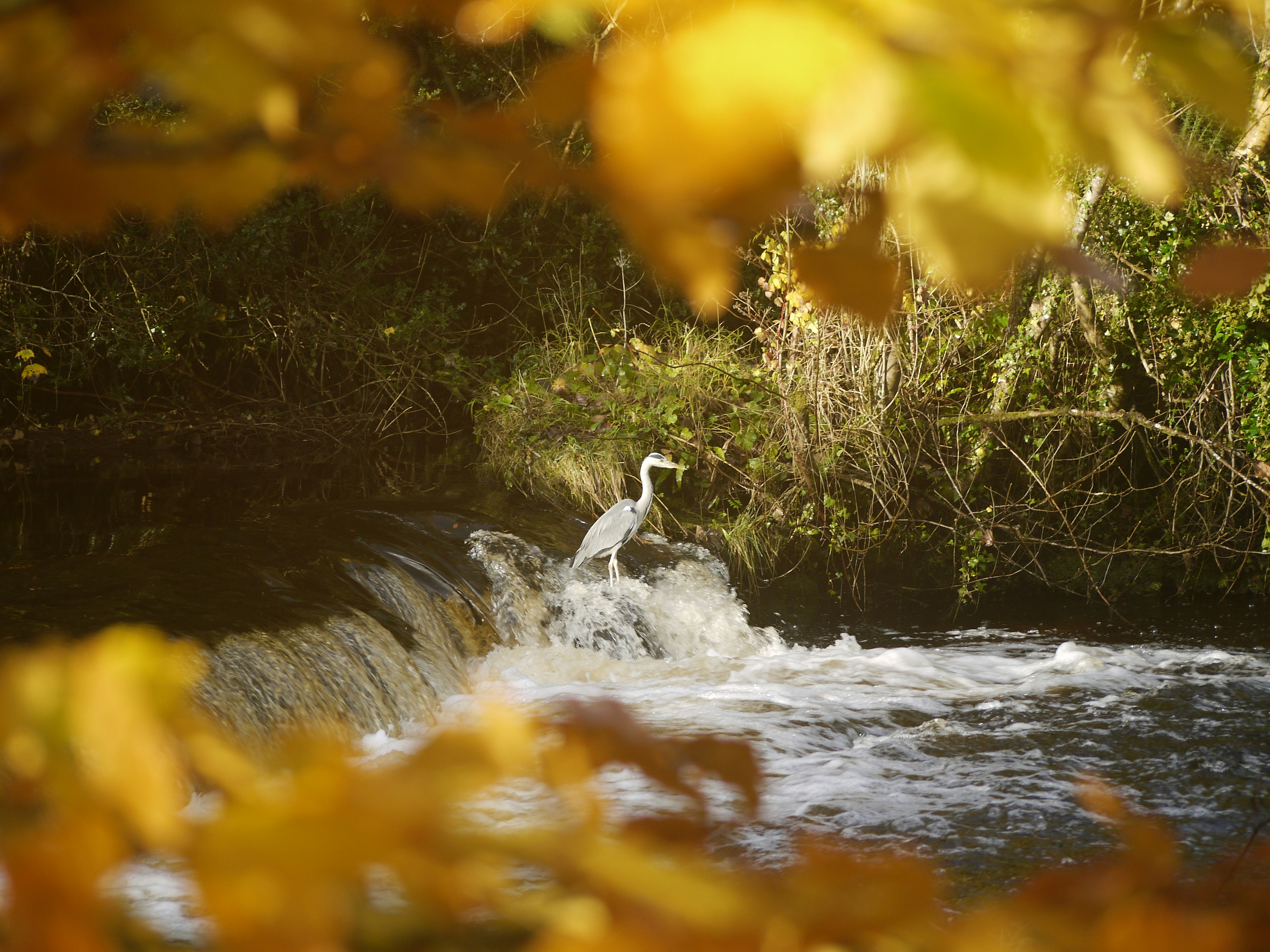 Grey Heron on the Threshold of Autumn Over a Whispering Rapids