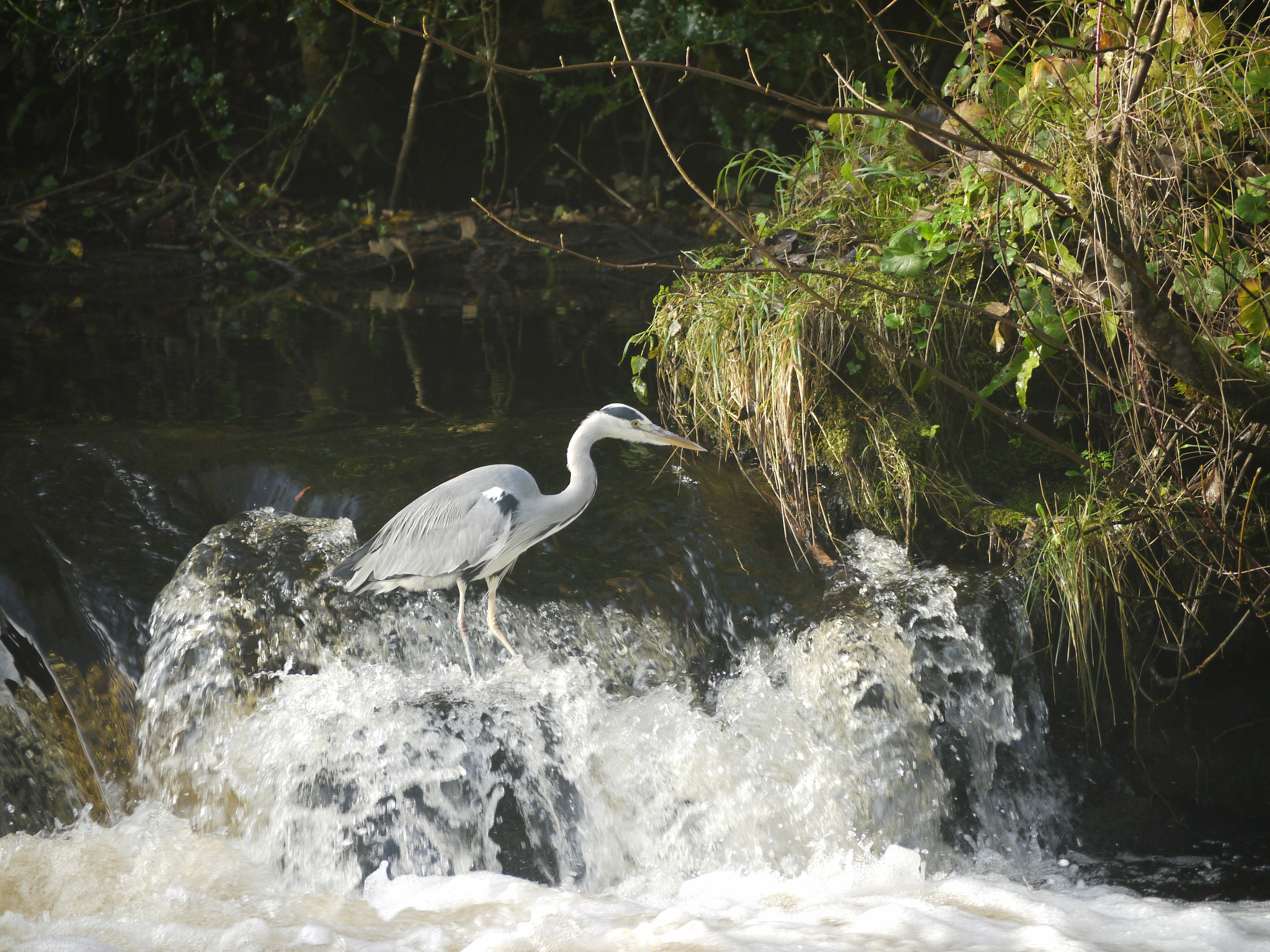 A grey heron stands on a waterfall catching fish.