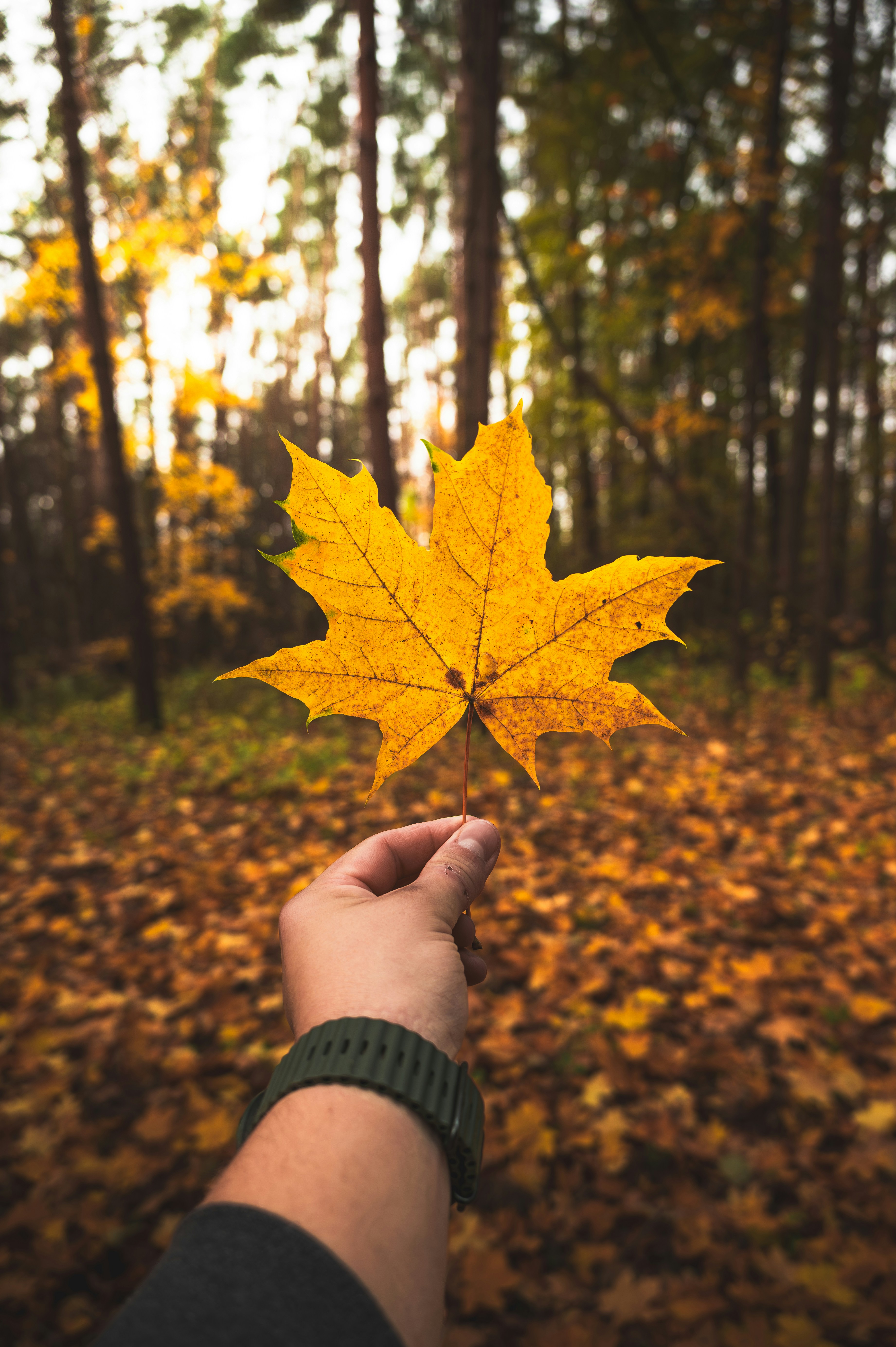 Sergey Antonov (@fabbulous) | Comunidade de fotos da Unsplash