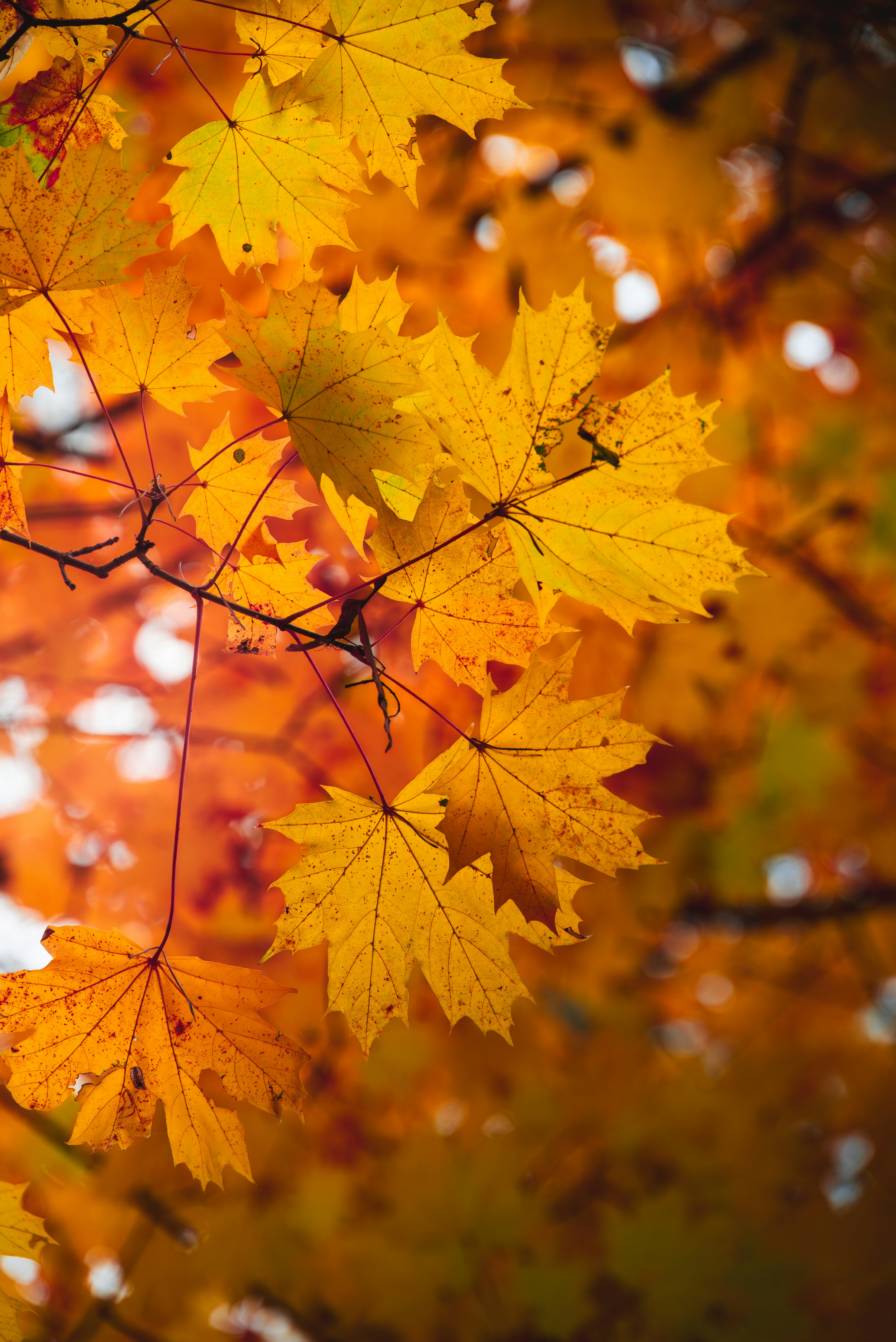 Sergey Antonov (@fabbulous) | Comunidade de fotos da Unsplash