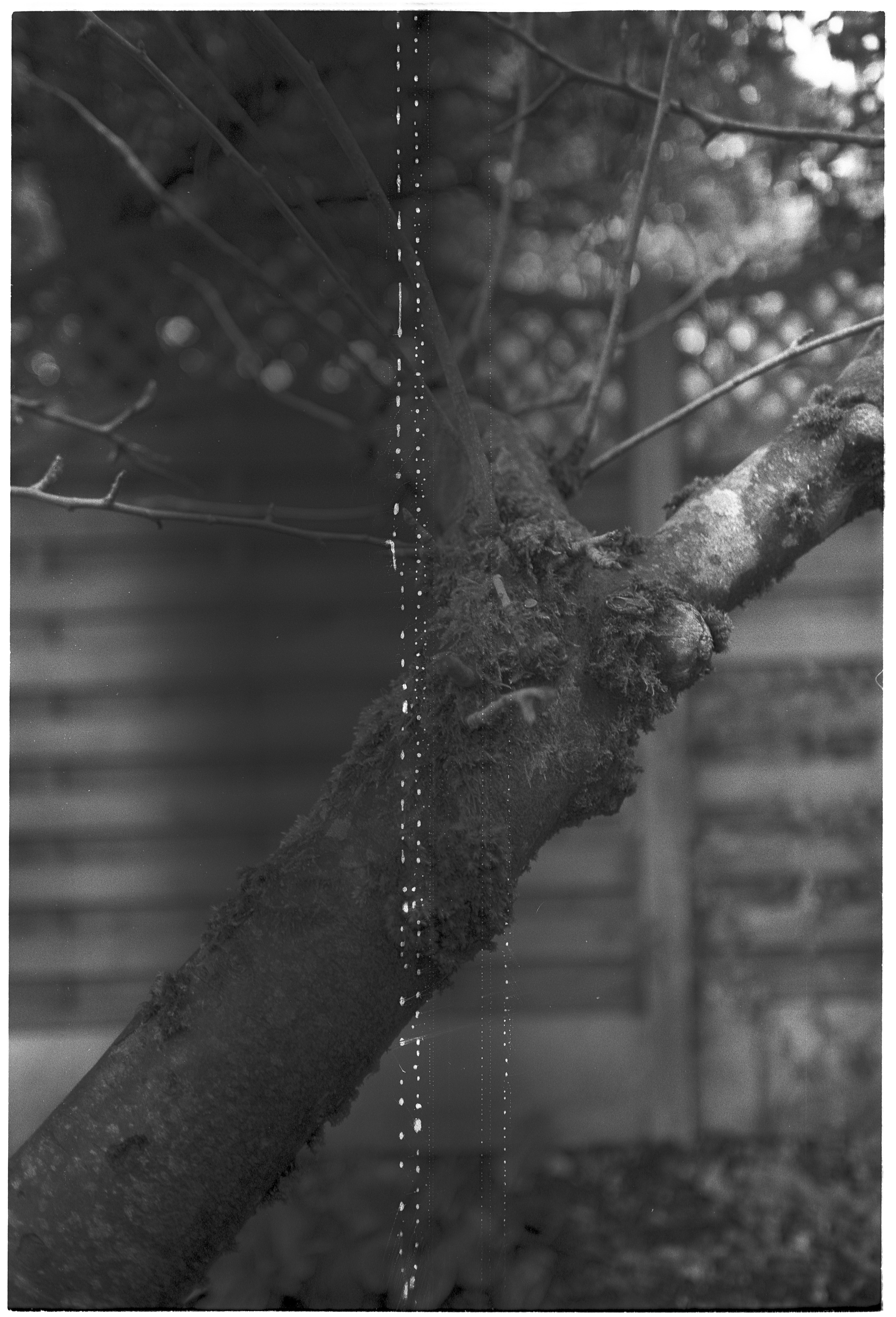Moss-Draped Branch Framed by a Weathered Fence